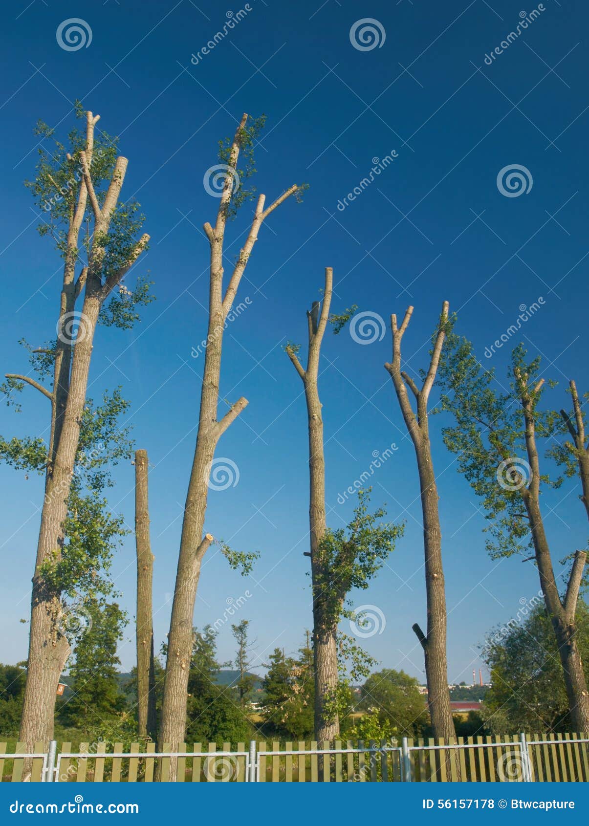 Vocation Cut of Poplar Trees Stock Photo - Image of shear, portrait ...