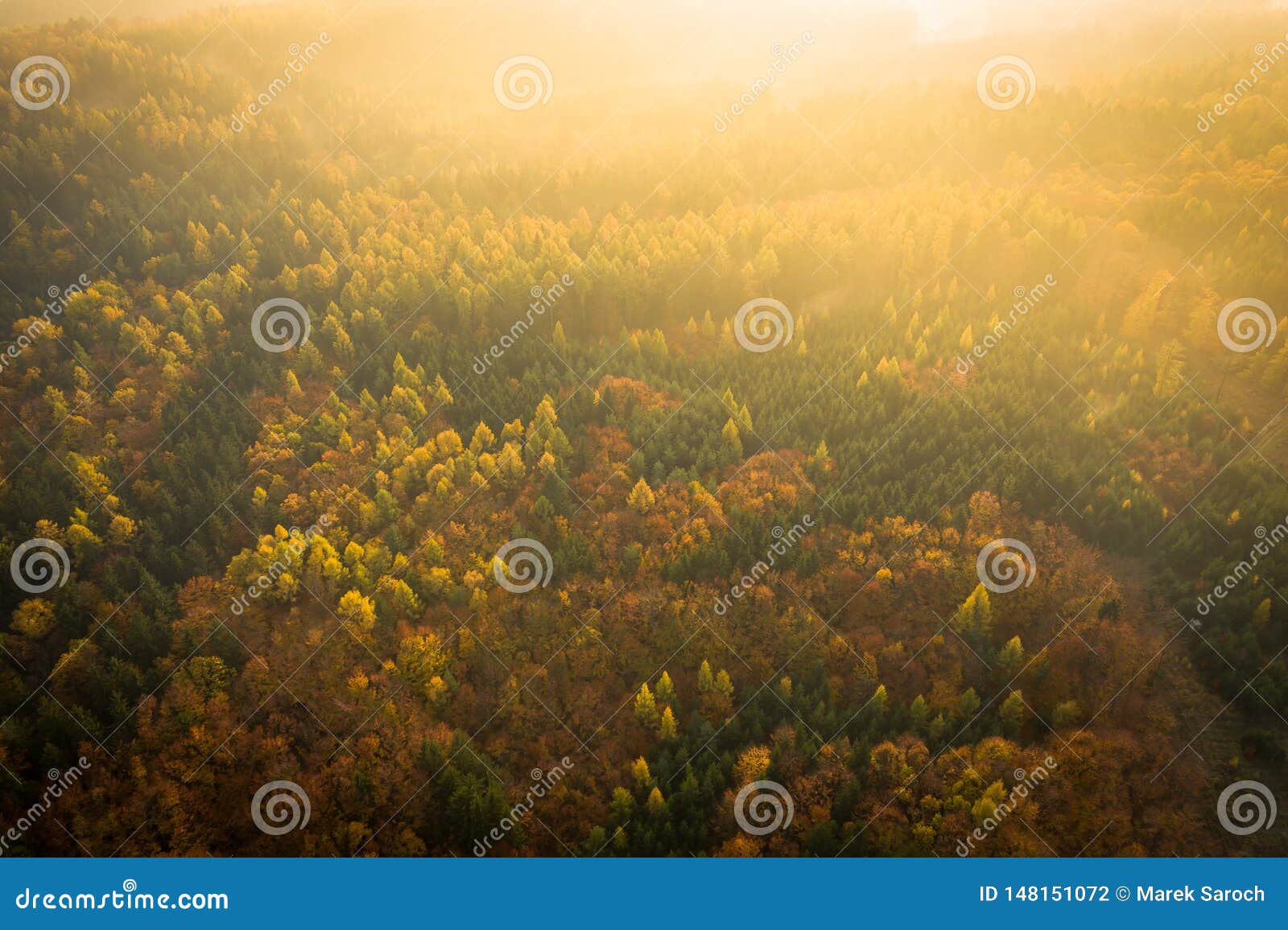 Voderady Beechwood in Czech Republic Stock Photo - Image of leaves ...
