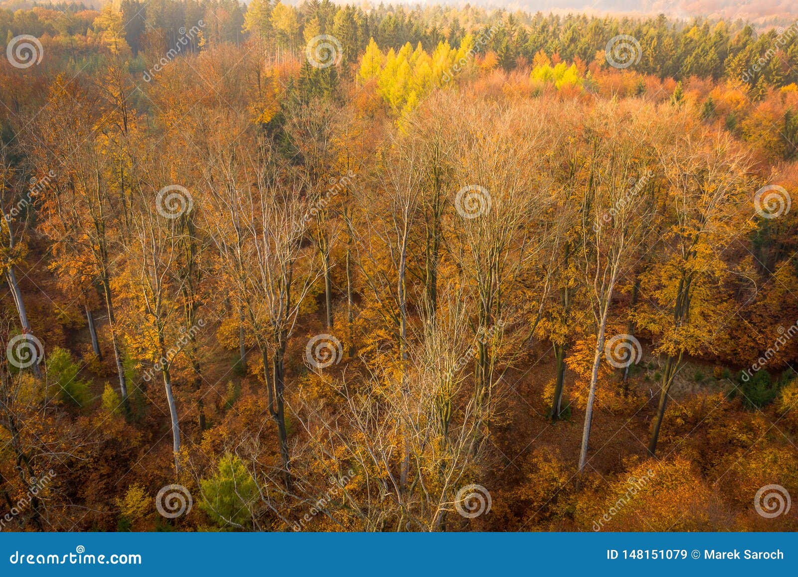 Voderady Beechwood in Czech Republic Stock Image - Image of autumn ...