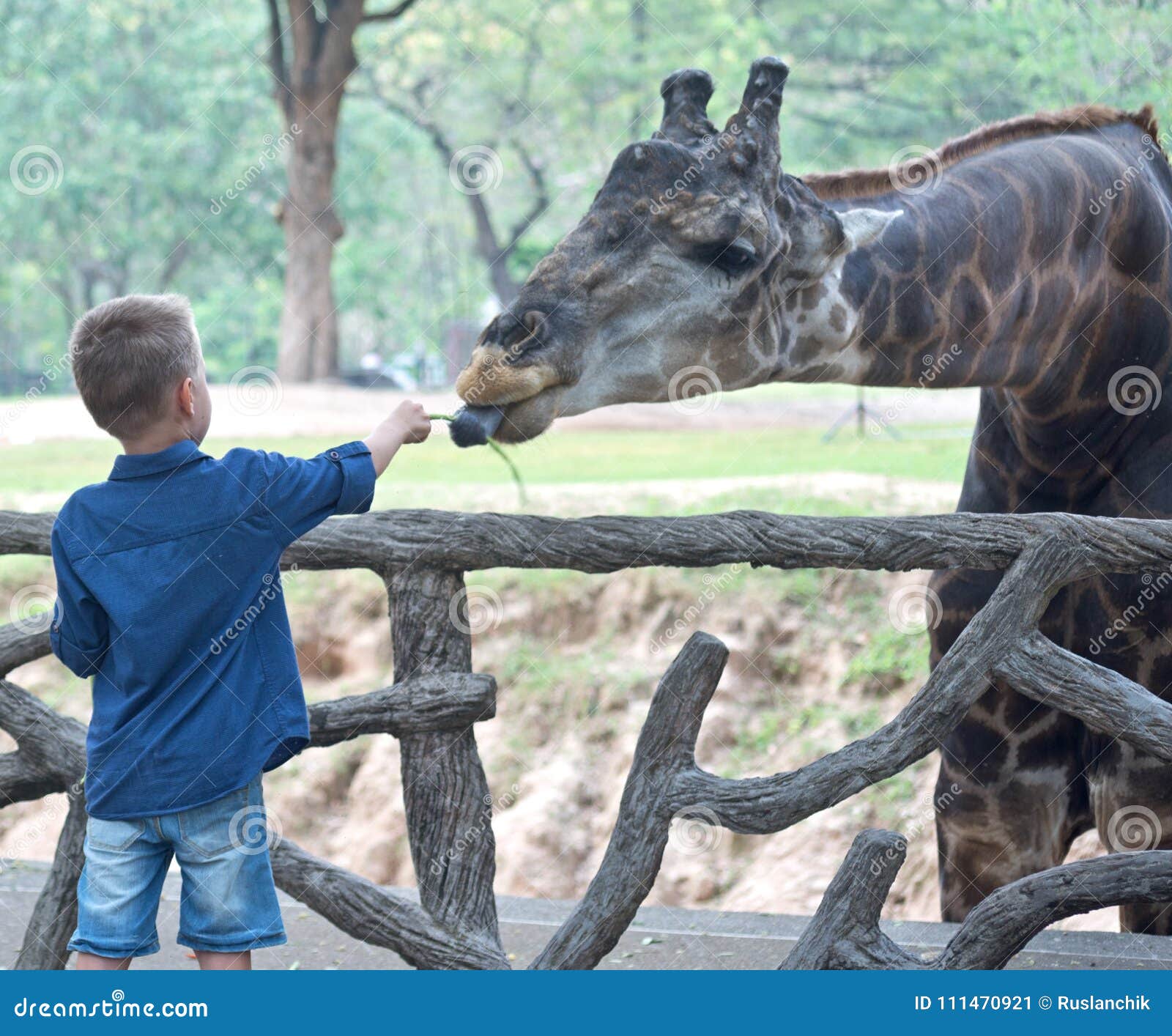 Voedende Giraf in Dierentuin Stock Afbeelding - Image of afrikaans ...