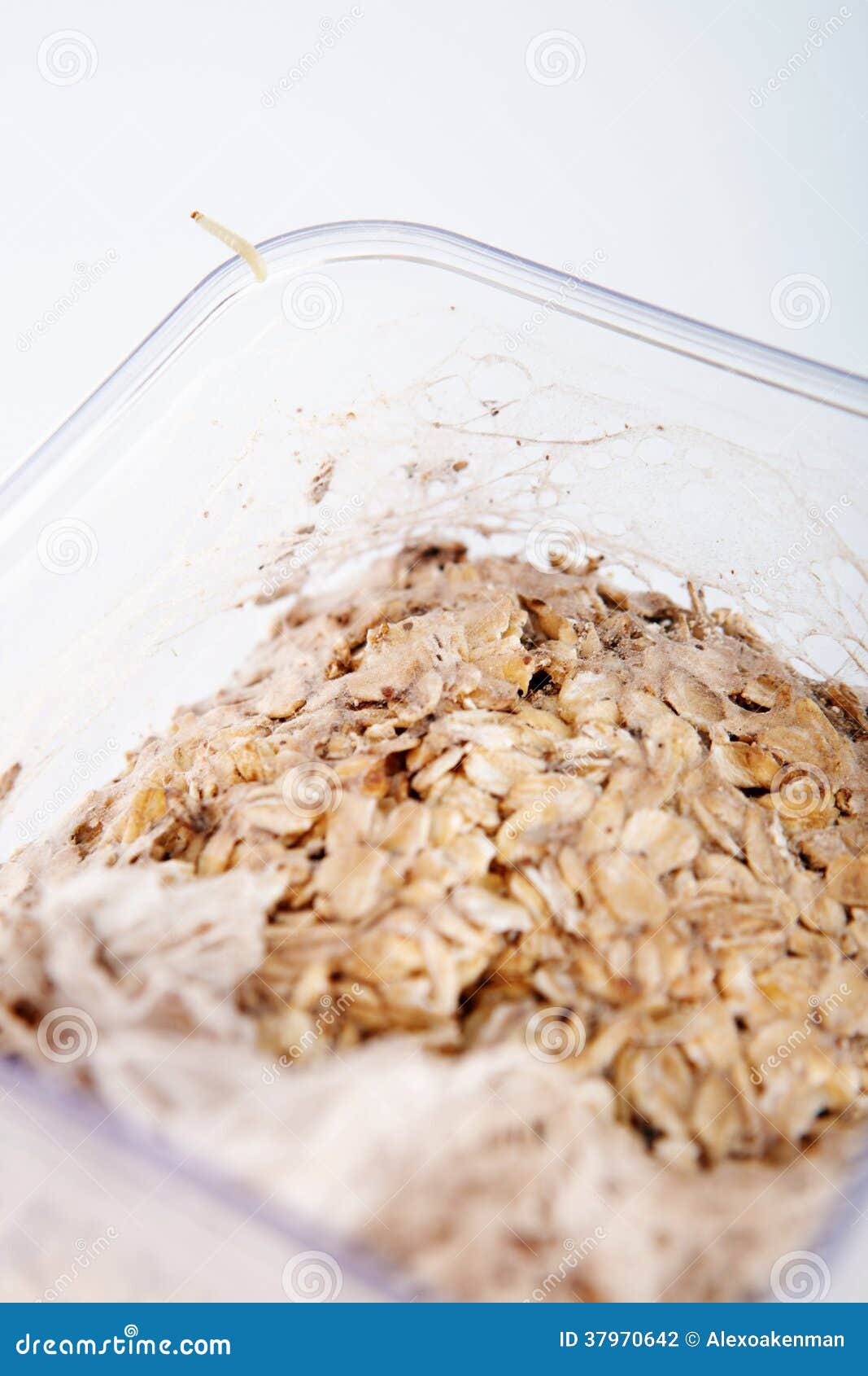 Voedselmotten. stock foto. Image of worm, insect, producten - 37970642