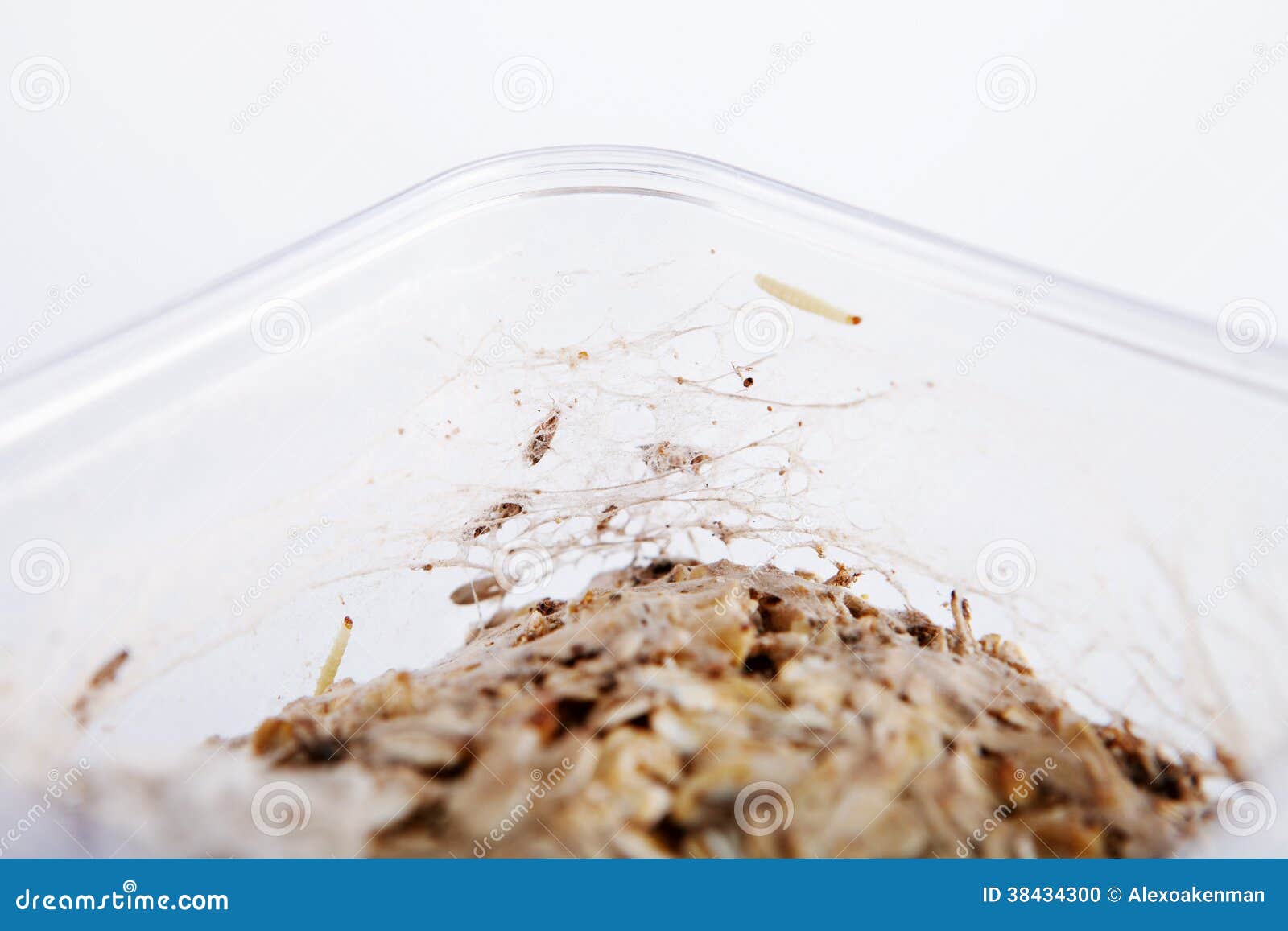 Voedselmotten. stock foto. Image of kruik, graangewas - 38434300