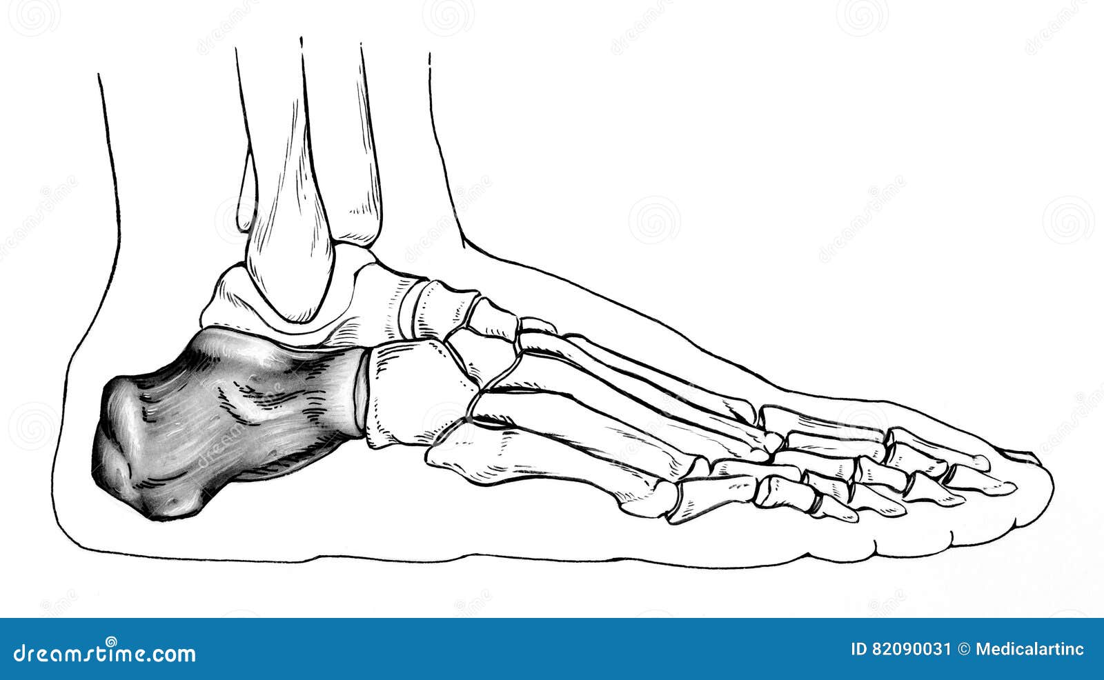 Voet - Beenderen Zijaanzicht Stock Illustratie - Illustration of hiel ...
