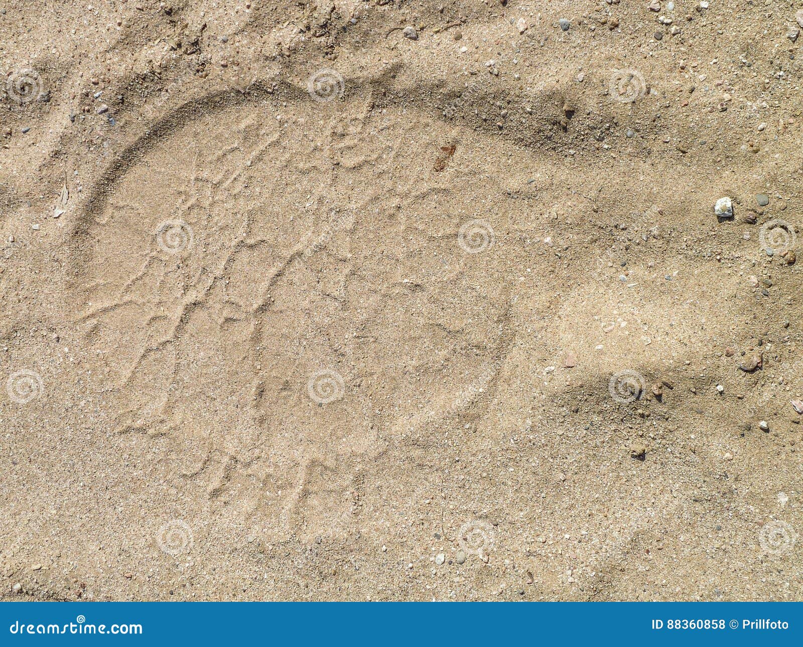 Voetafdruk van een olifant stock foto. Image of voetafdruk - 88360858