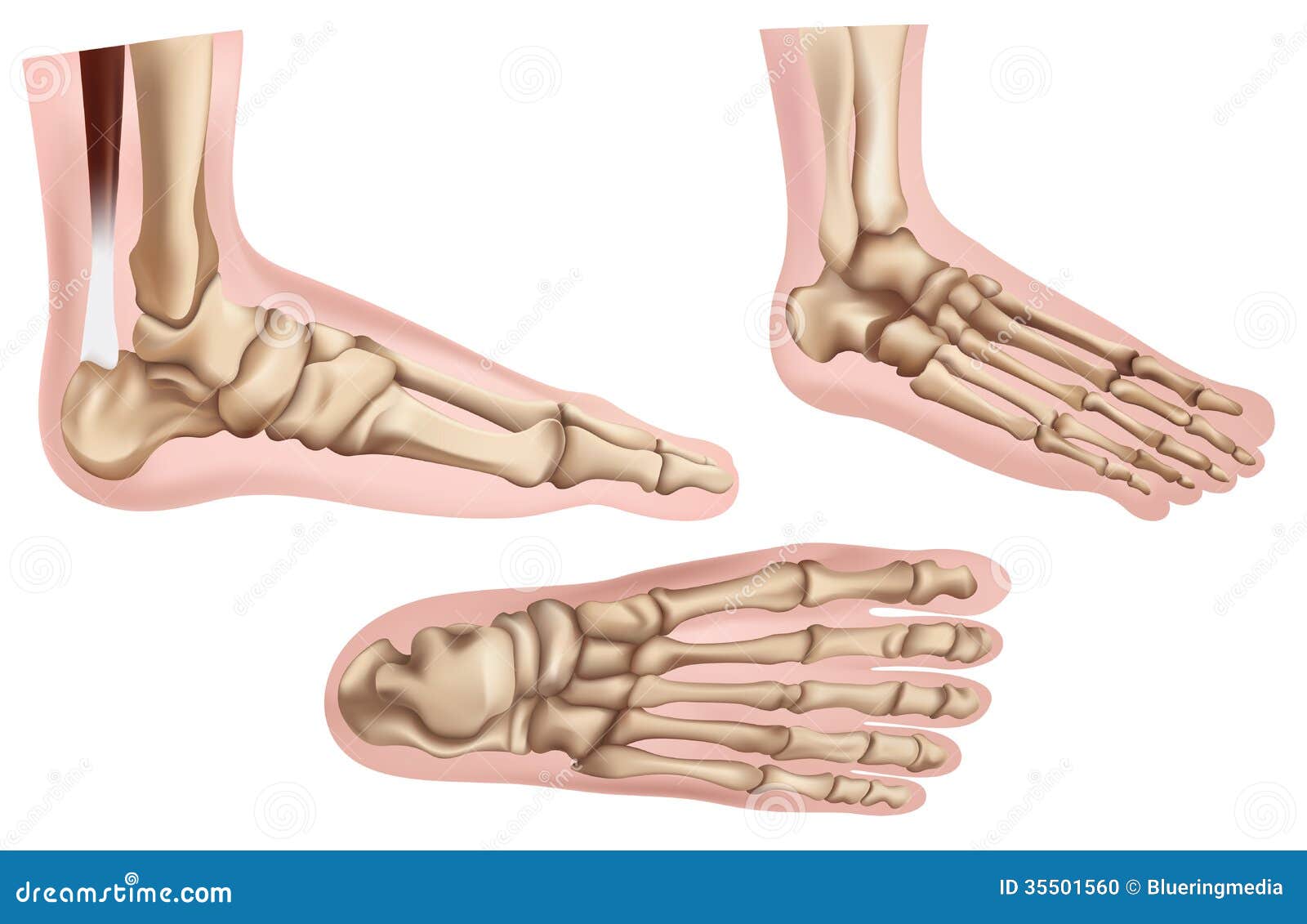 Voetbeenderen vector illustratie. Illustration of schok - 35501560