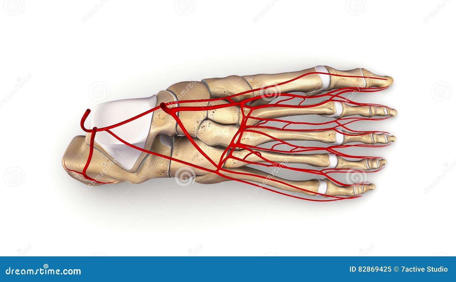 Voetbeenderen Met Slagaders Hoogste Mening Stock Illustratie ...