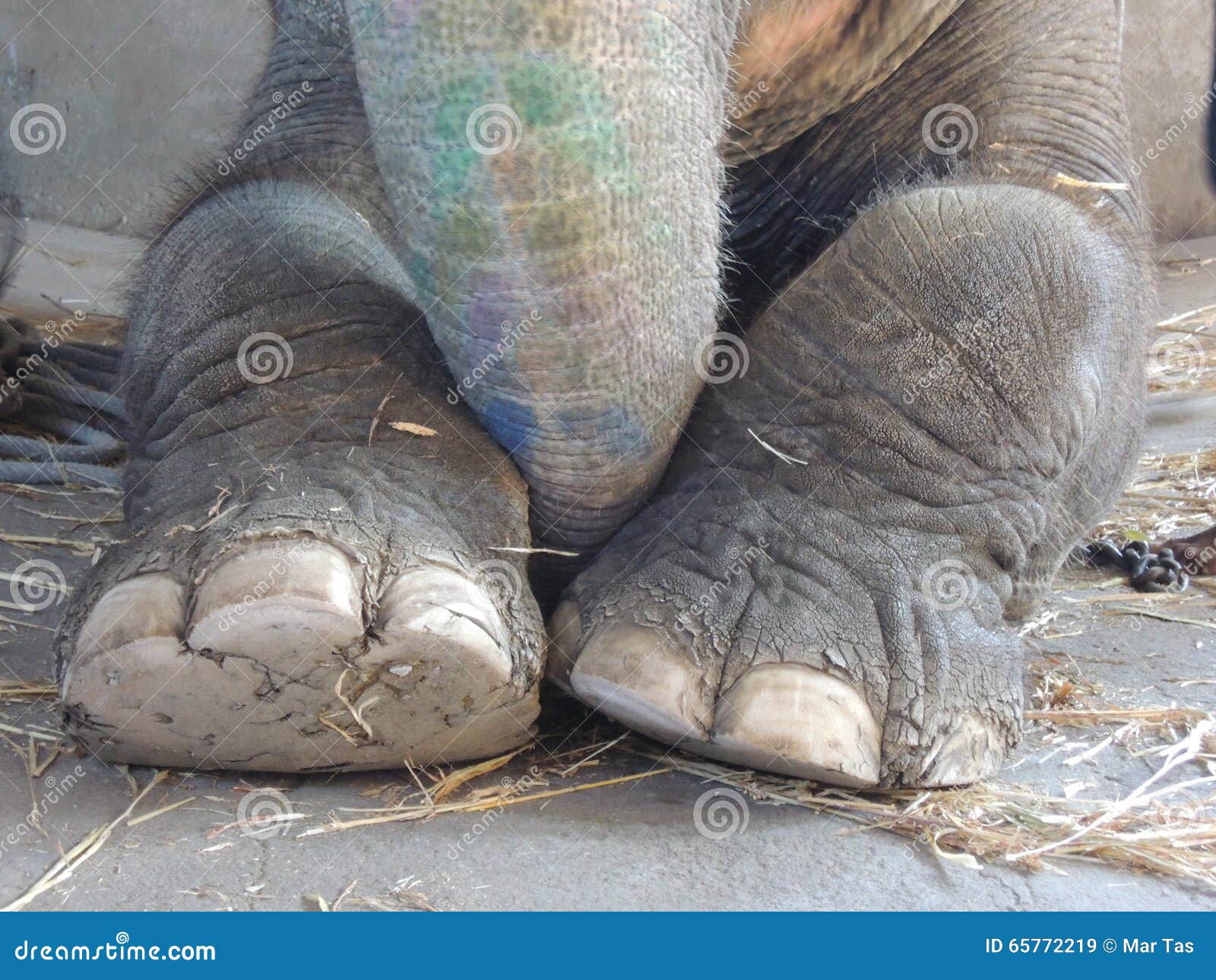 Voeten Van Een Indische Olifant Stock Afbeelding - Image of grijs, dier ...