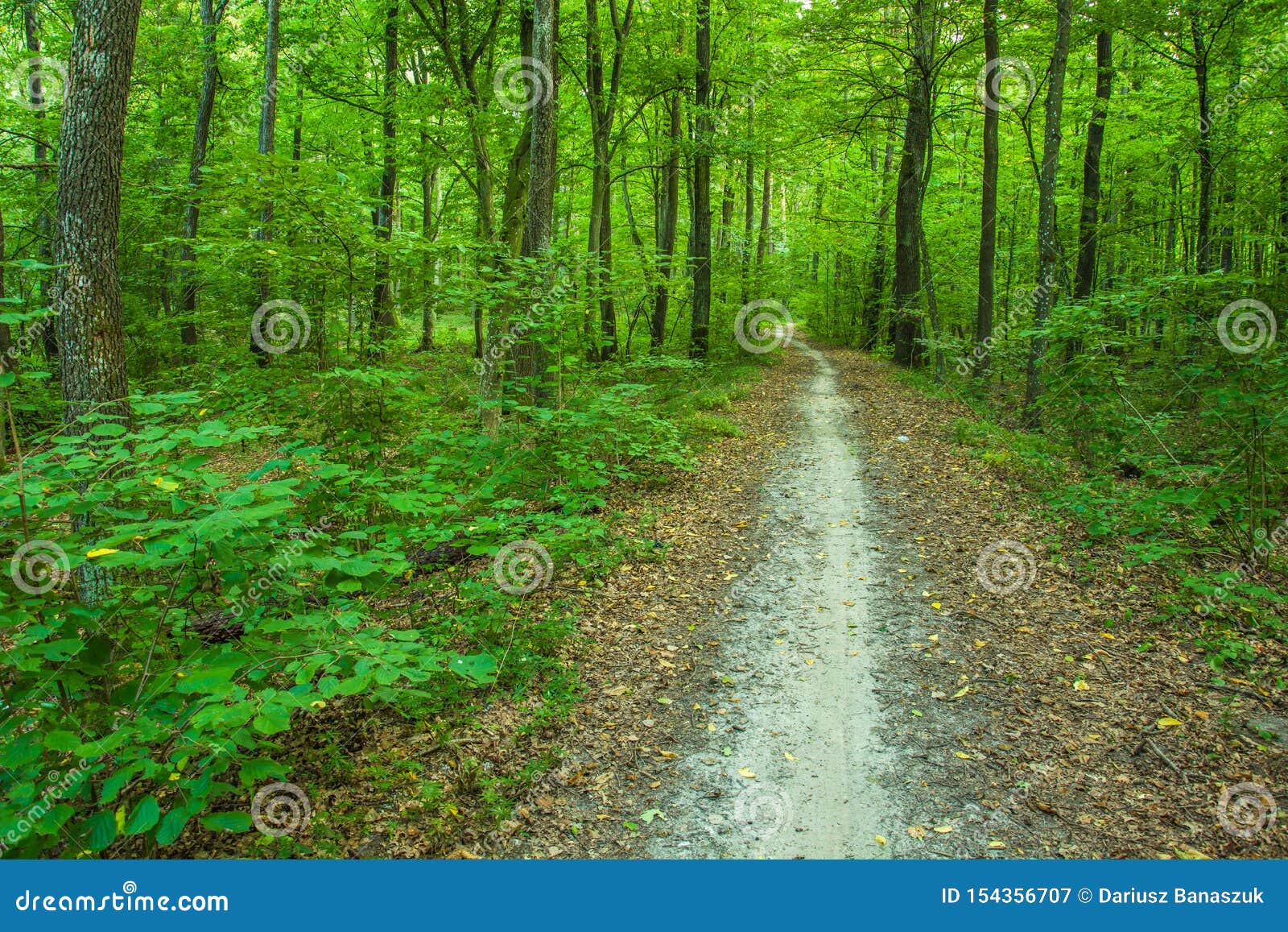 Voetpad door een groen bos stock afbeelding. Image of zomer - 154356707