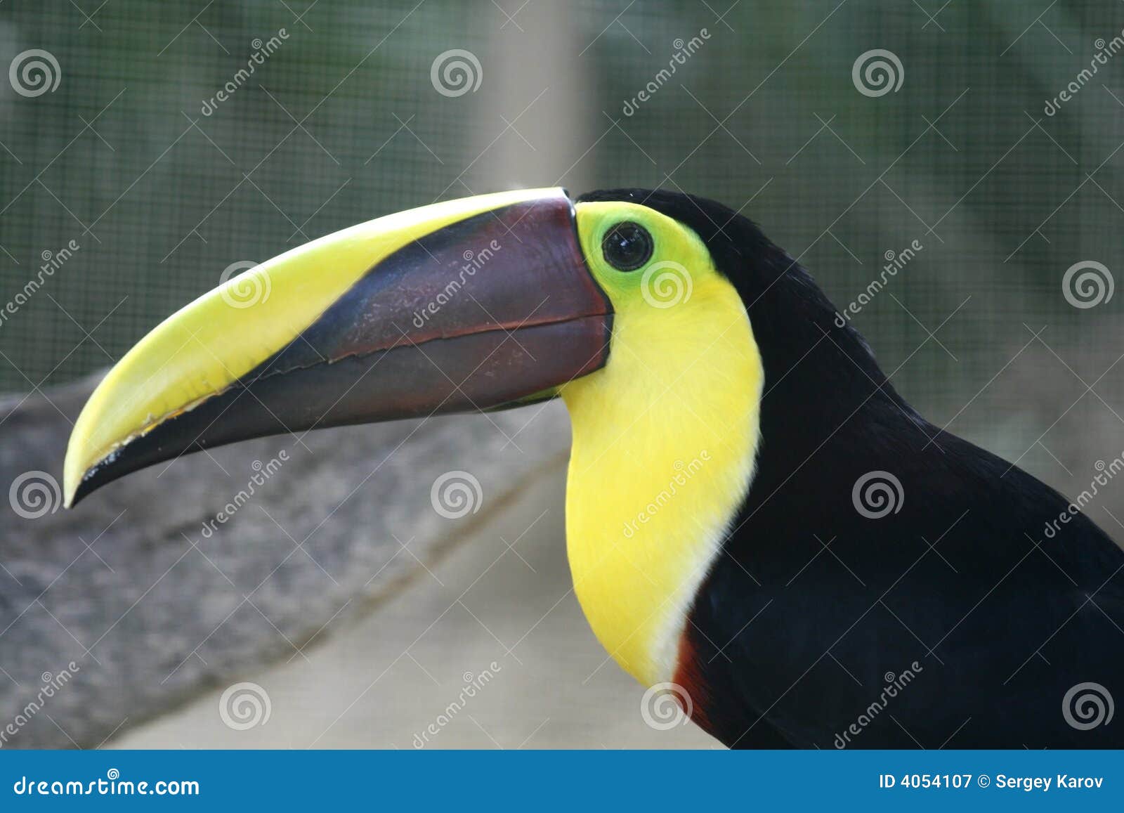 Vogel-bek stock afbeelding. Image of zwart, kijken, papegaai - 4054107