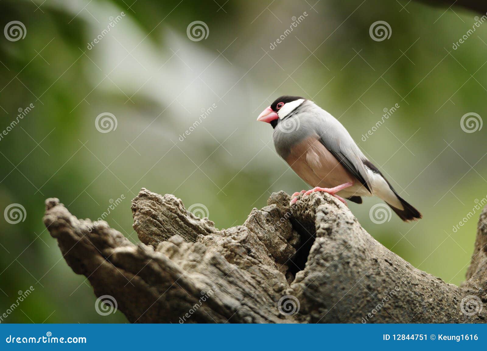 Vogel --- de mus van Java stock afbeelding. Image of verhaal - 12844751