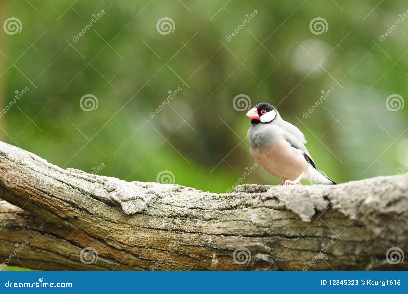 Vogel --- de mus van Java stock afbeelding. Image of soorten - 12845323