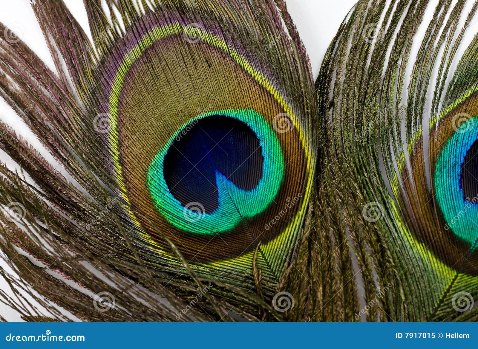 Vogel - De Veren Van De Pauw Stock Afbeelding - Image of blauw, wild ...