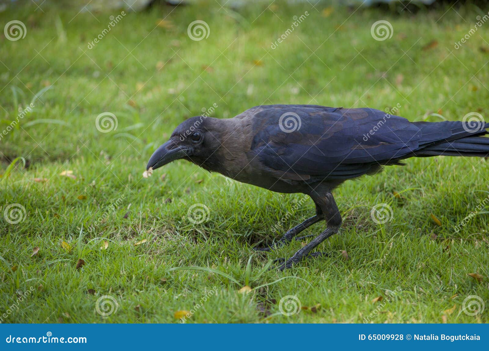 Vogel Een Zwarte Raaf Op Een Gras Stock Foto - Image of schaduw, zwart ...