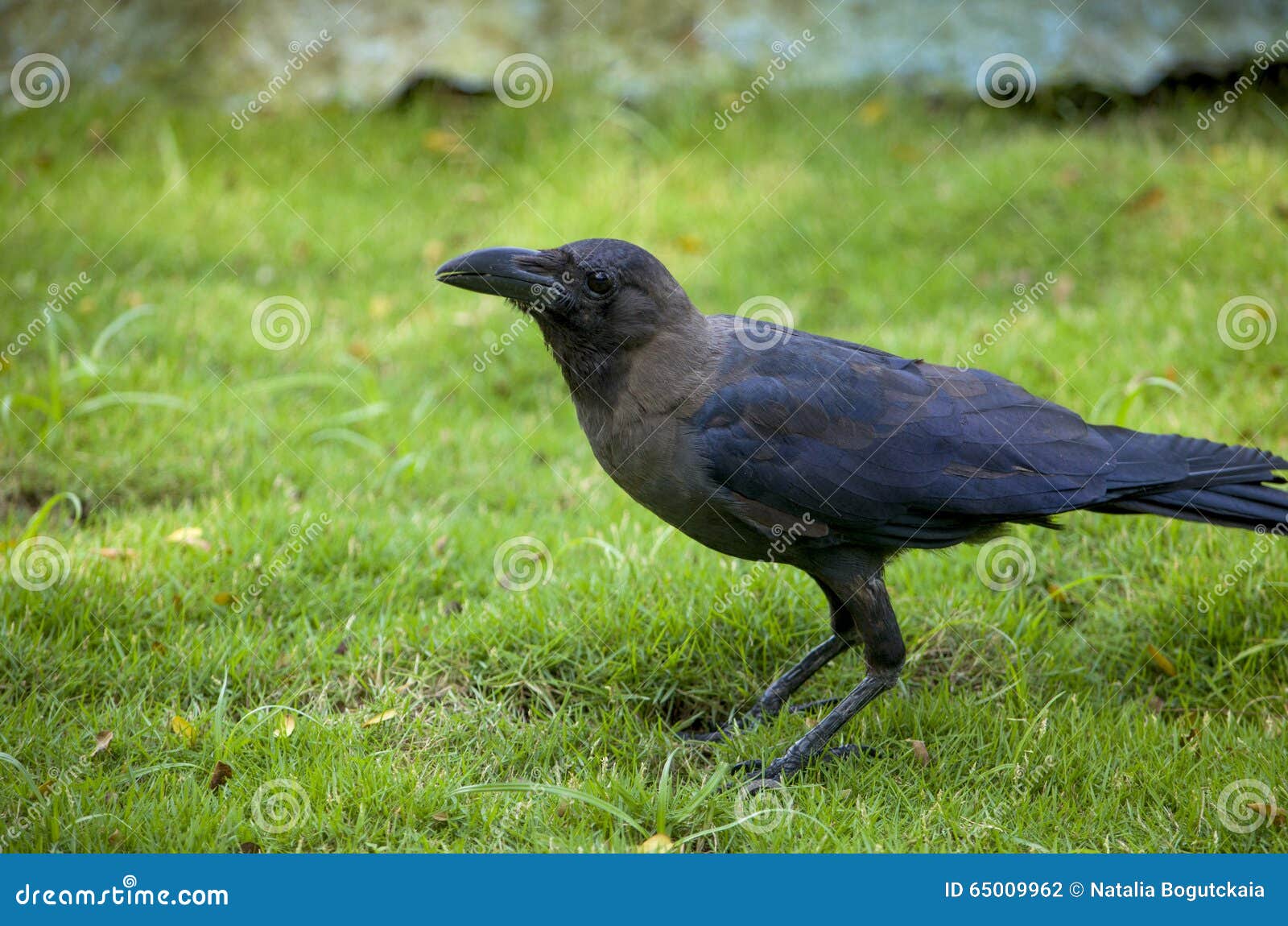 Vogel Ein Schwarzer Rabe Auf Einem Gras Stockfoto - Bild von vogel ...