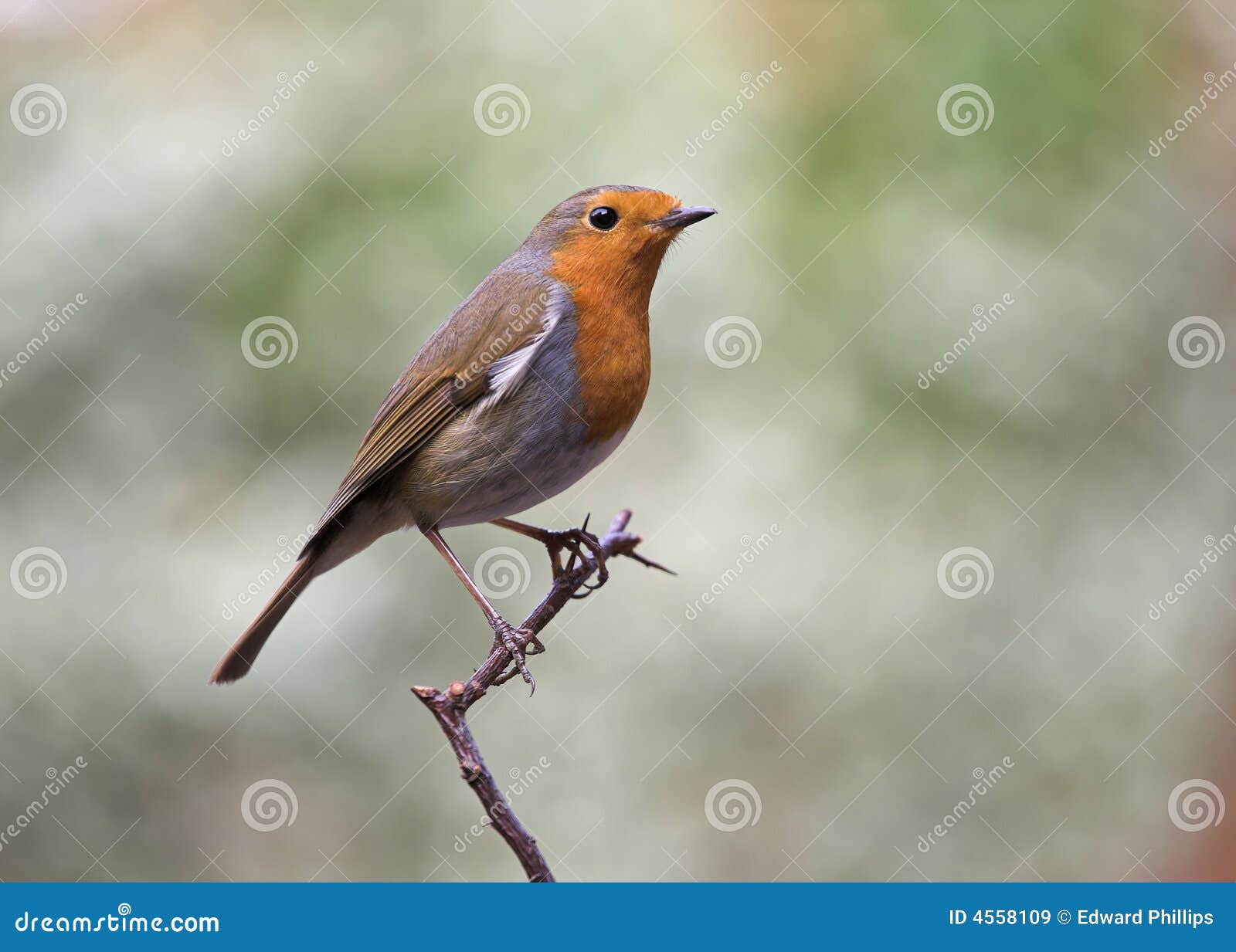 Vogel - Europese Robin stock afbeelding. Image of vogel - 4558109