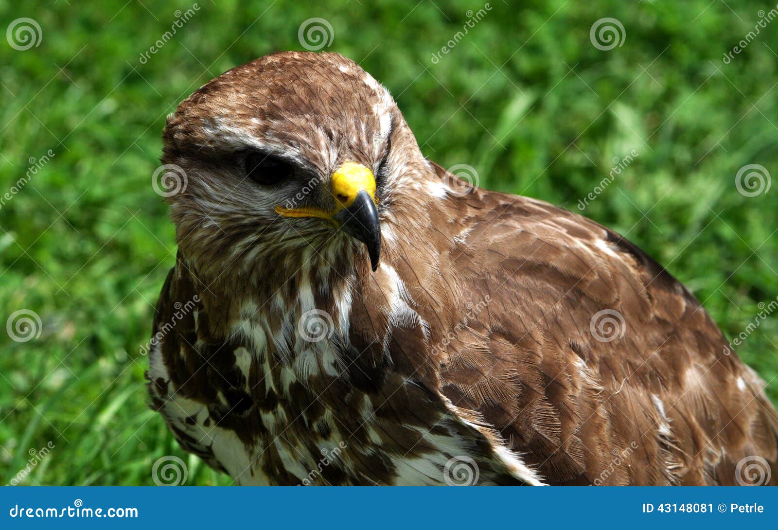 Vogel - Falke stockbild. Bild von tiere, sonderkommando - 43148081