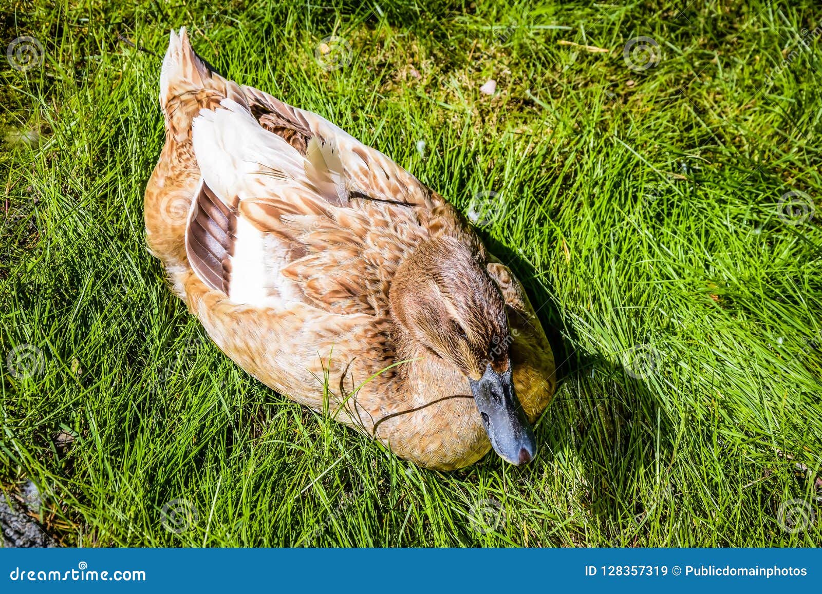 Vogelfauna-Schnabelente Bild. Bild: 128357319