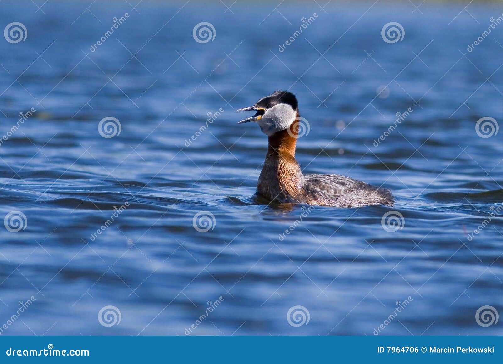 Vogel - Fuut Met rode hals stock foto. Image of nave, water - 7964706