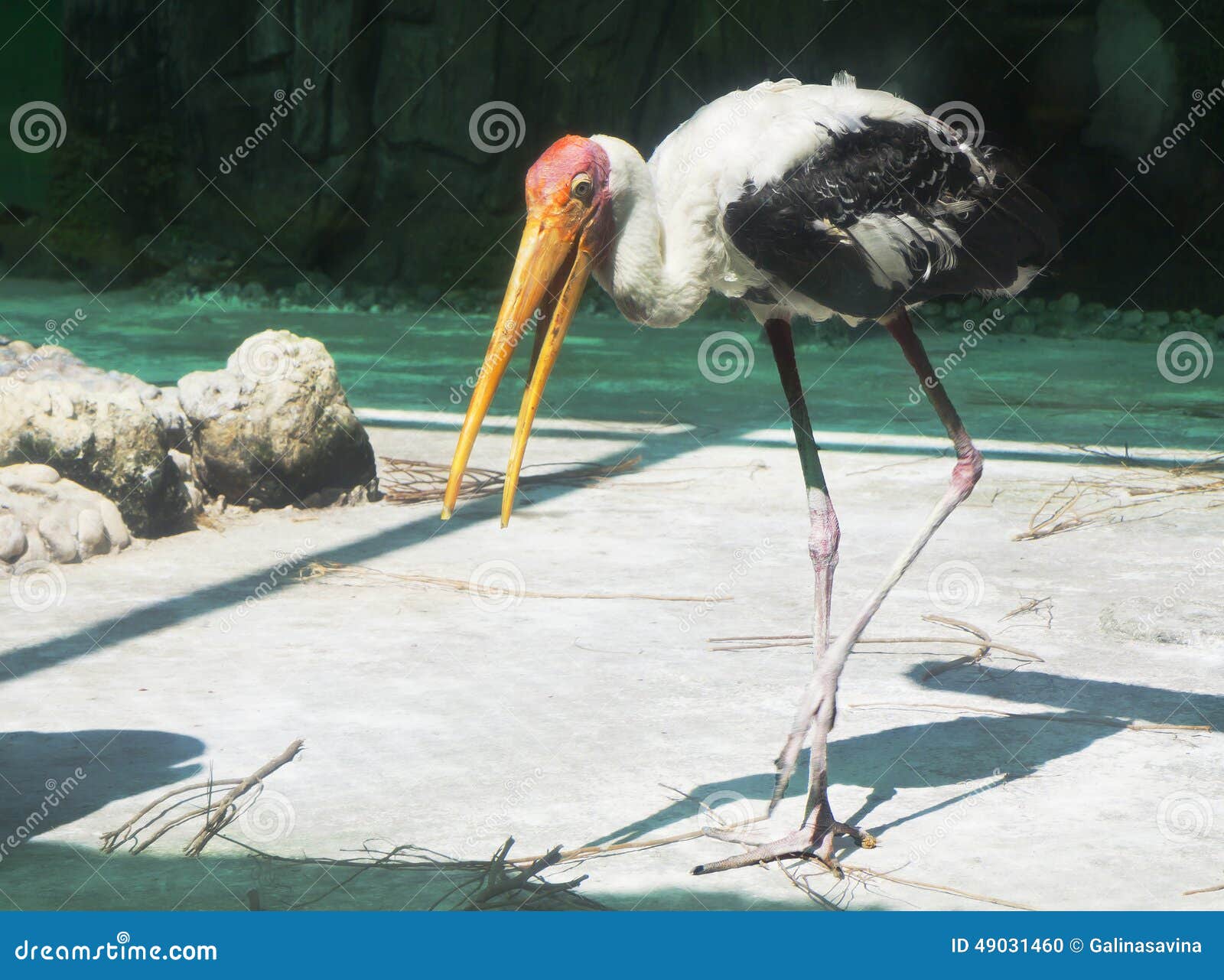 Vogel-Inder Marabu stockfoto. Bild von indien, leistungsfähig - 49031460