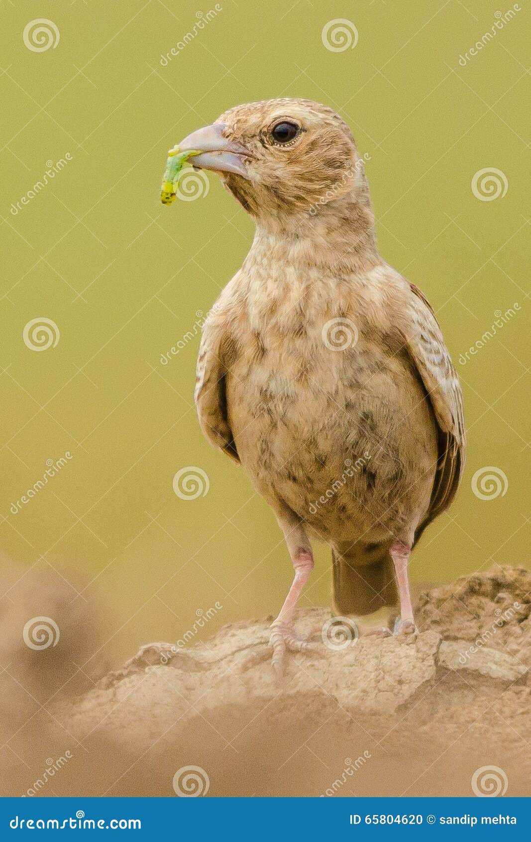 Vogel-Lerche stockfoto. Bild von leben, lerchen, asien - 65804620