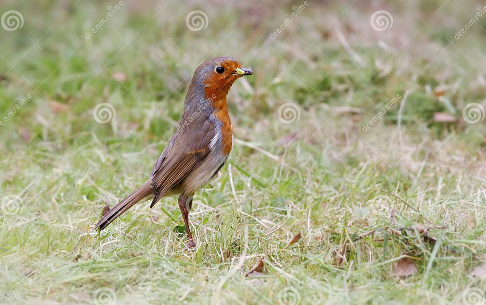 Vogel Met Rode Borst in Openlucht Stock Afbeelding - Image of groen ...