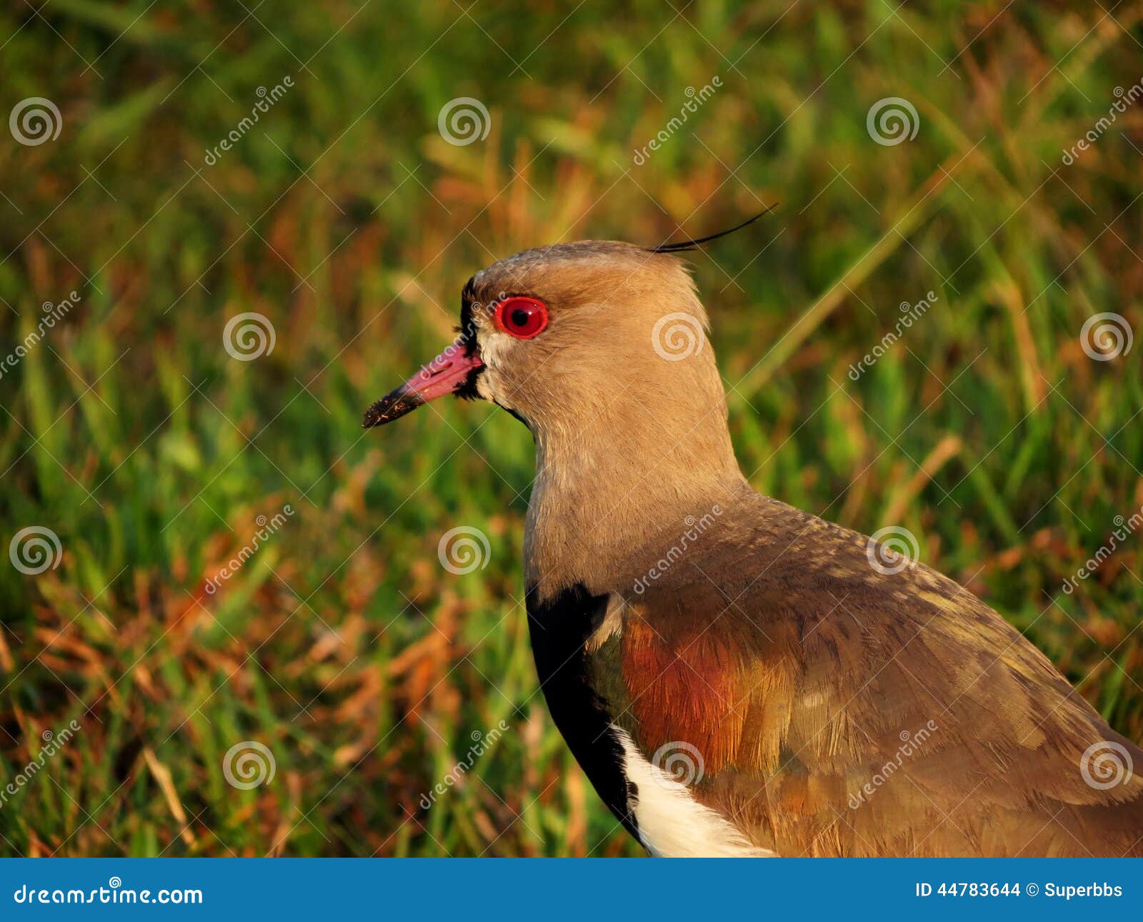 Vogel met Rode Ogen stock foto. Image of rood, groen - 44783644