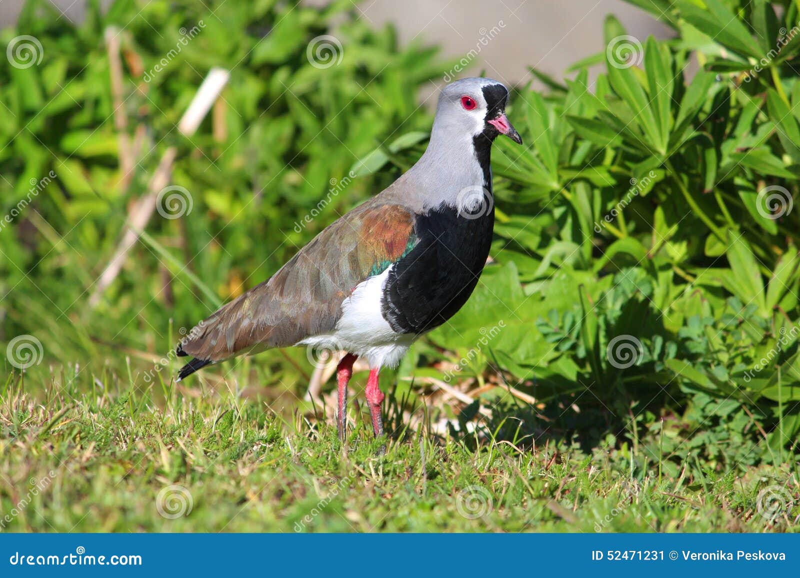 Vogel met Rode Ogen stock afbeelding. Image of achtergrond - 52471231