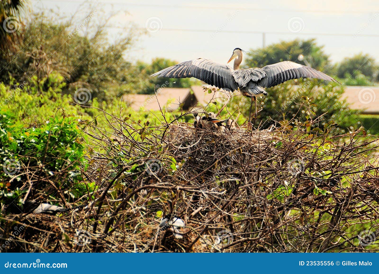 Vogel: Reiger Die Het Nest Verlaat Stock Foto - Image of openlucht ...