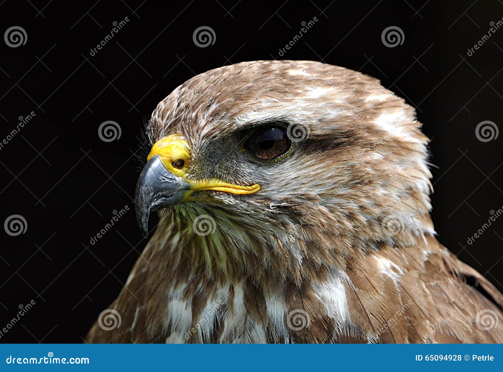 Vogel - valk stock foto. Image of valk, gedetailleerd - 65094928