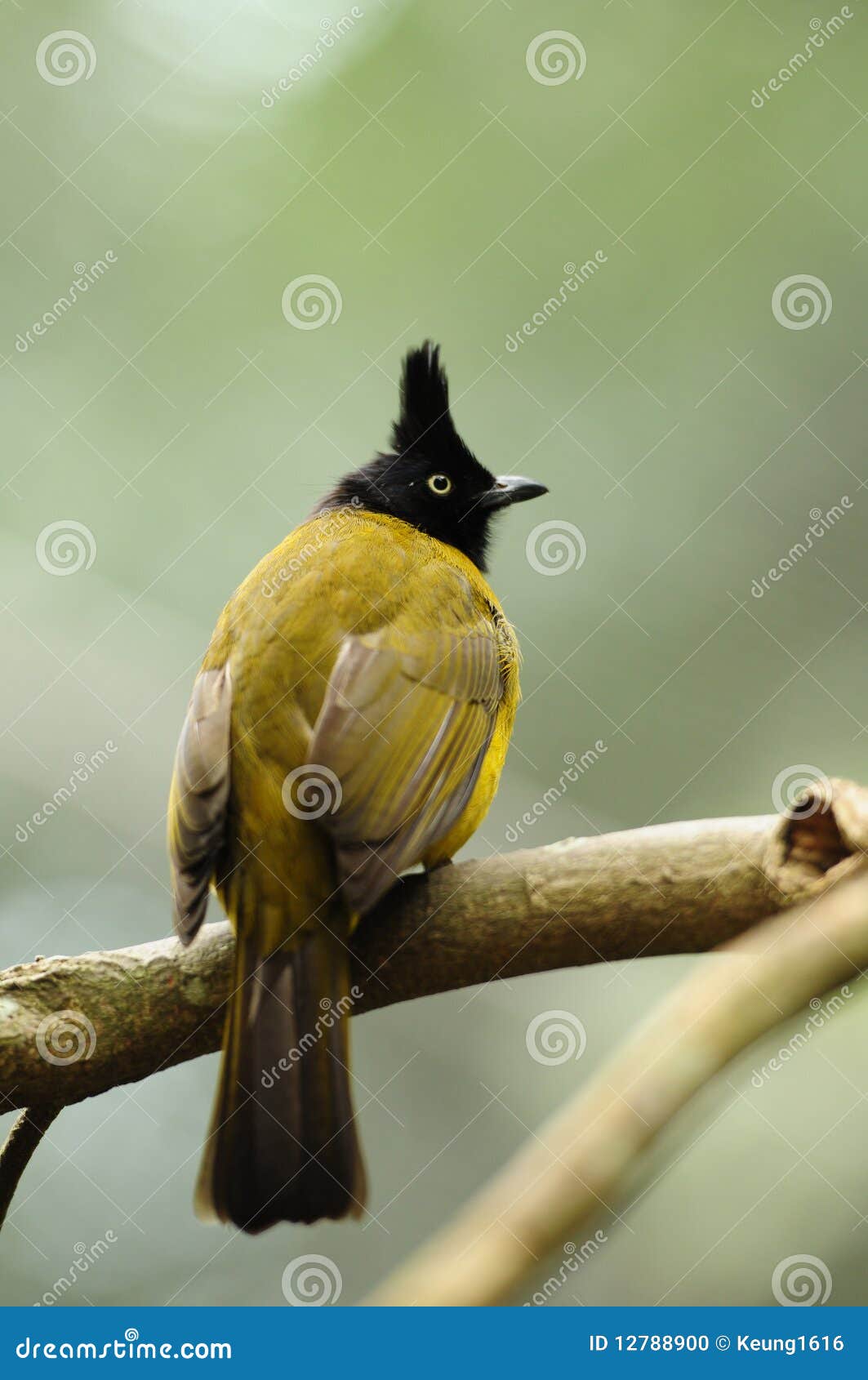 Vogel --- Zwart-kuif Gele Bulbul Stock Foto - Image of vliegtuigpiloot ...