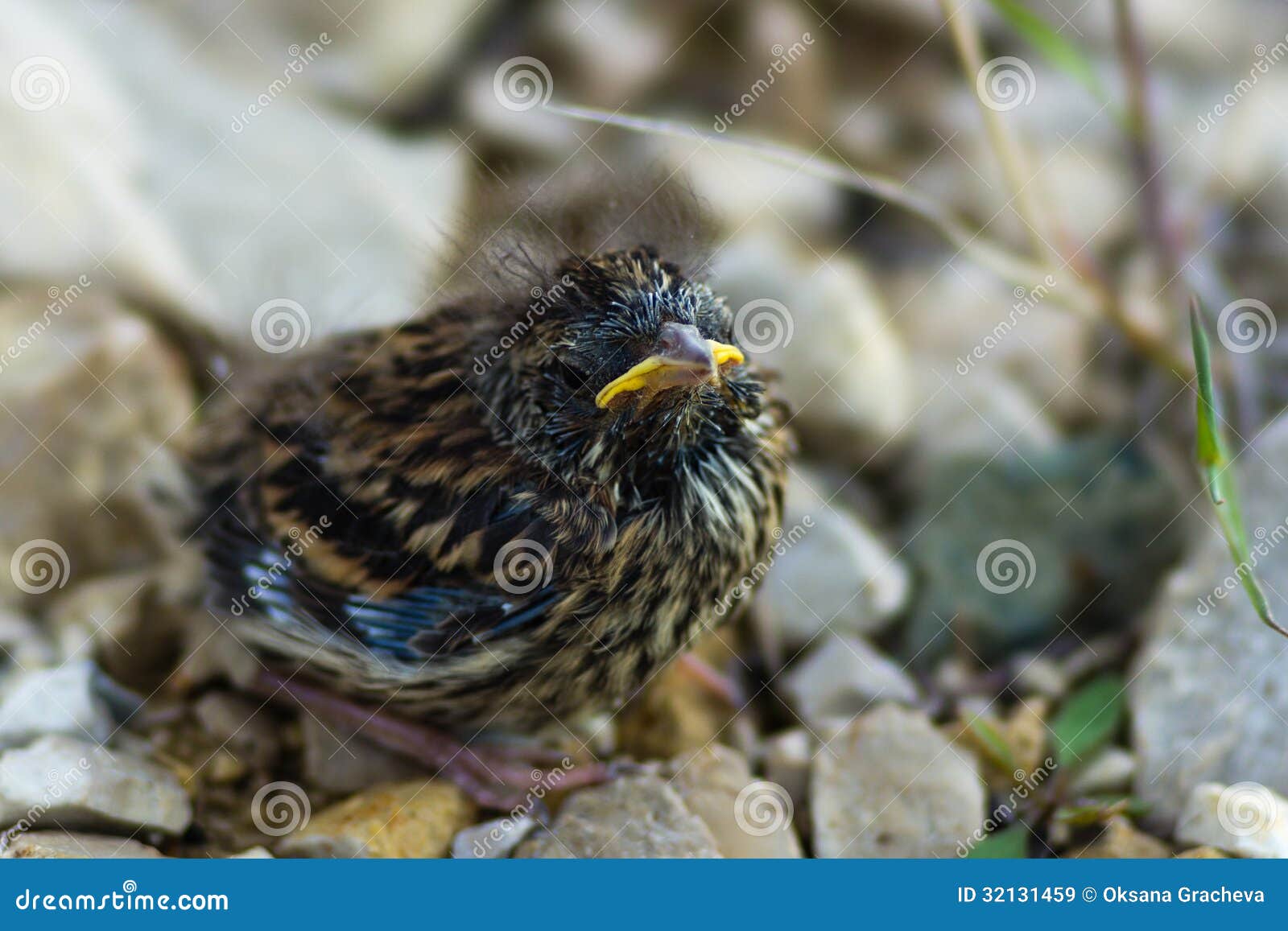 Vogelbaby Eines Spatzen Auf Steinen Stockbild - Bild von vogel, kind ...