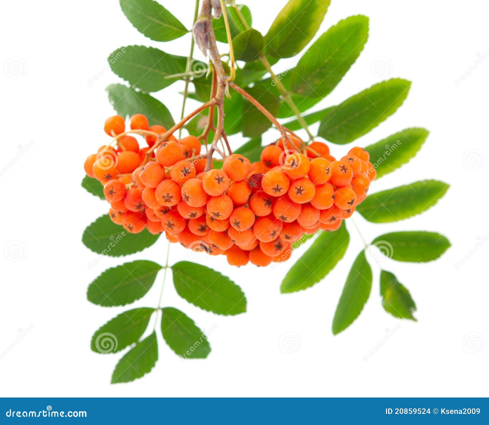 Vogelbeere stockfoto. Bild von dekoration, zweig, nahaufnahme - 20859524