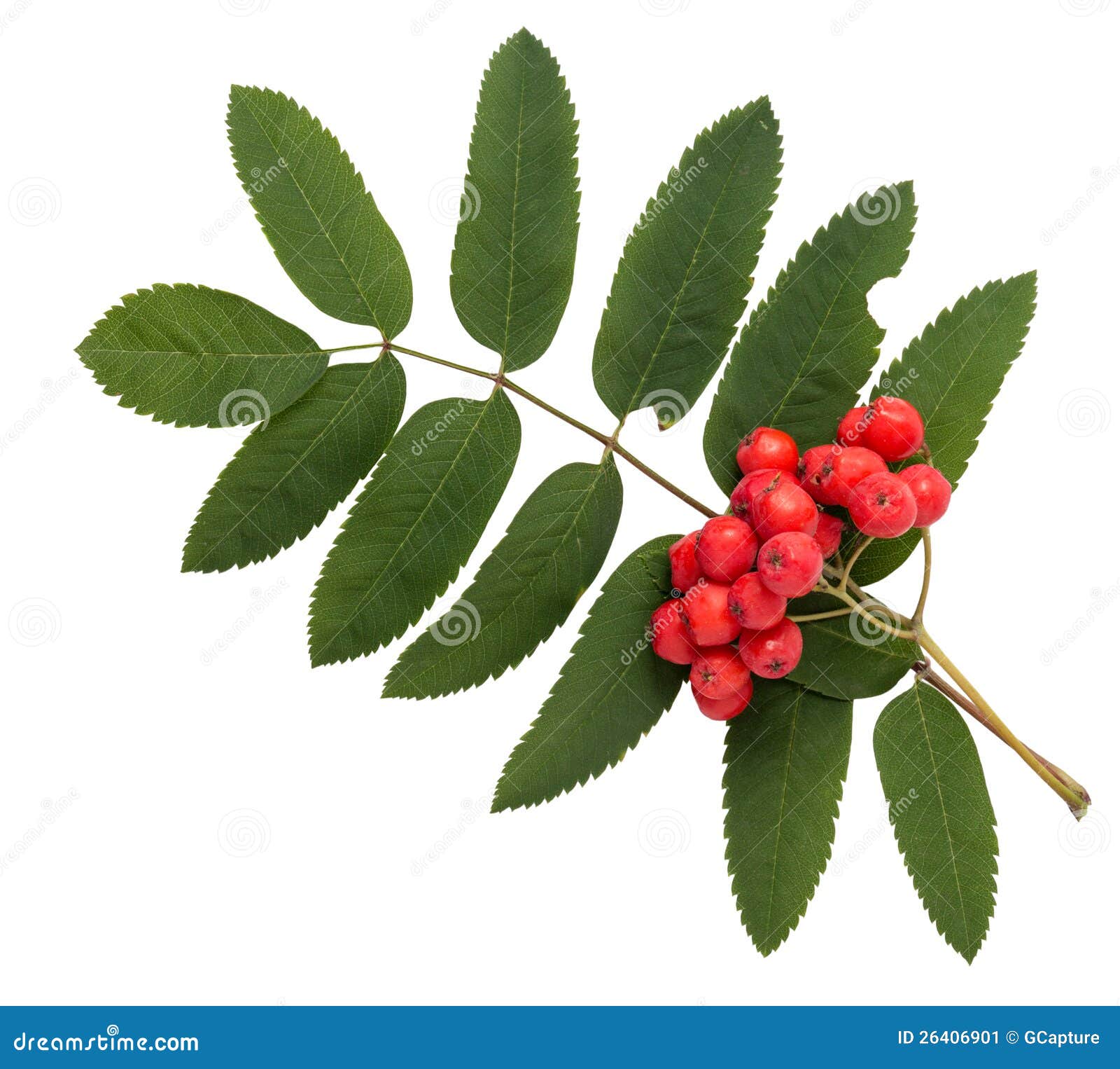 Vogelbeeren mit Blättern stockbild. Bild von betrieb - 26406901