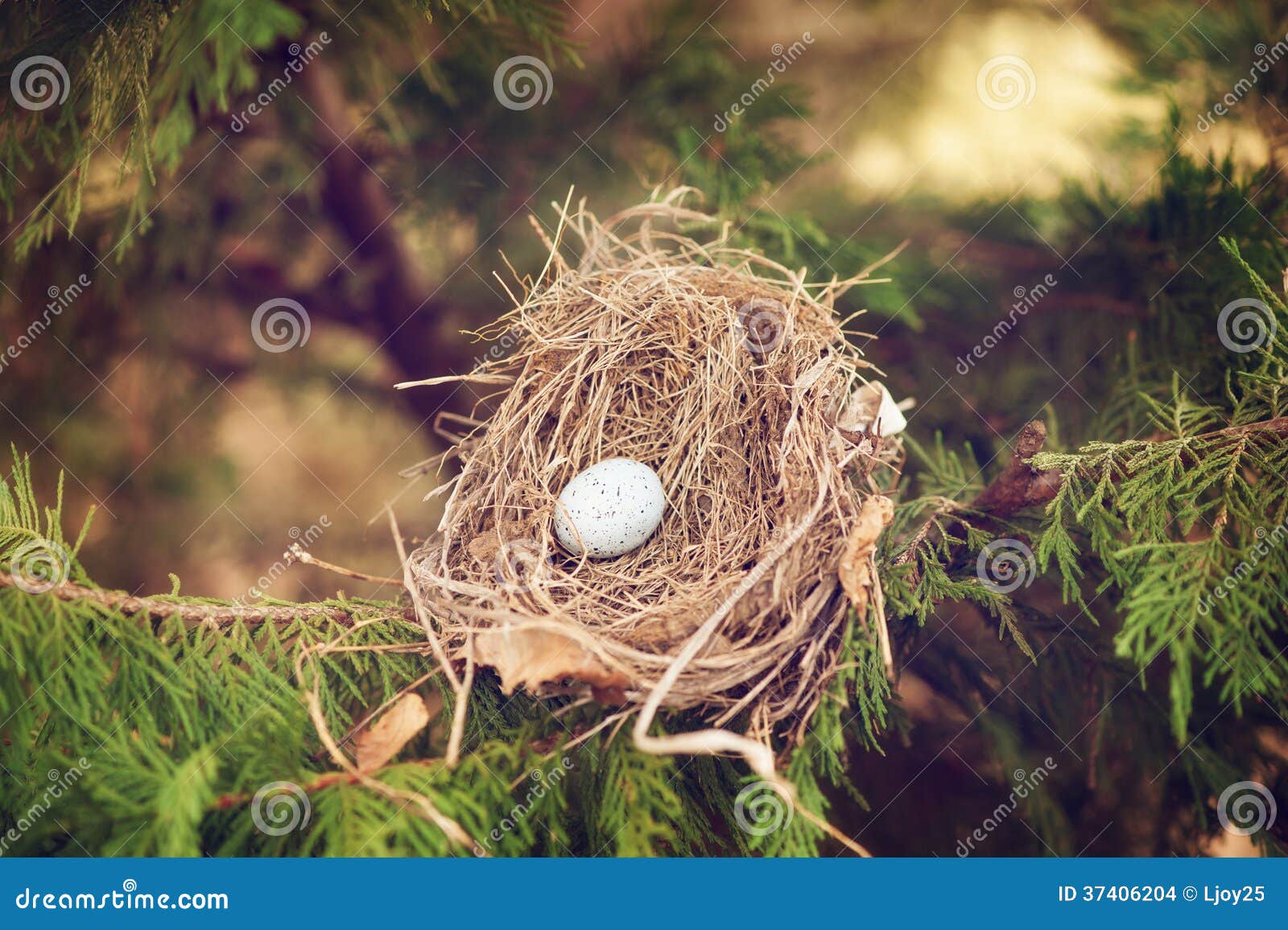 Vogelei in een nest stock foto. Image of dier, kwartels - 37406204