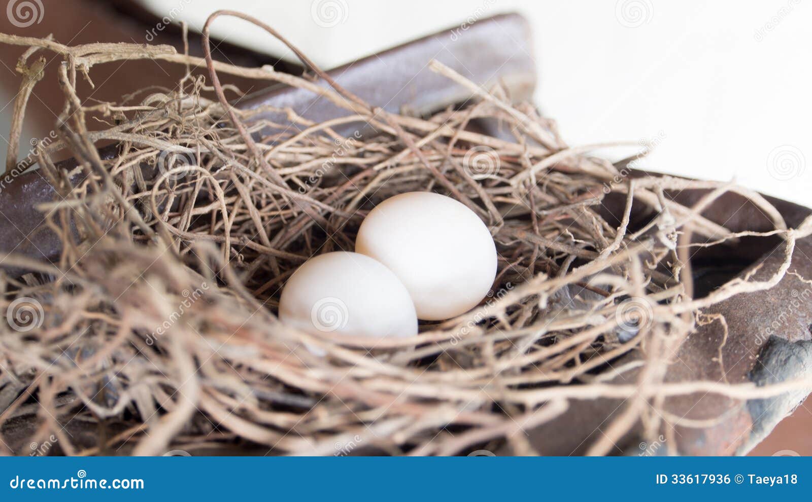 Vogelei in nest stock foto. Image of studio, roodborstje - 33617936