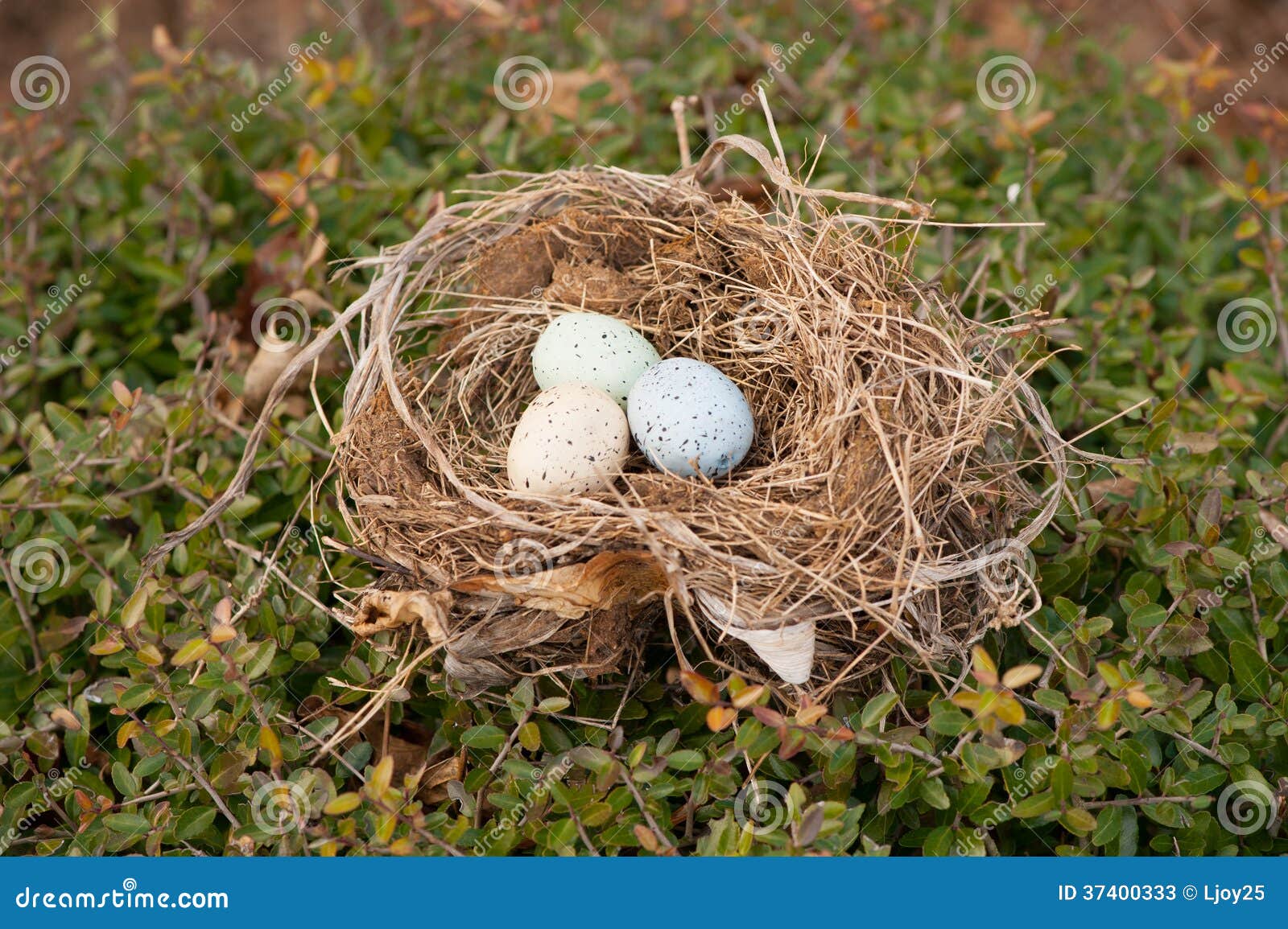 Vogeleier in einem Nest stockbild. Bild von blau, korb - 37400333
