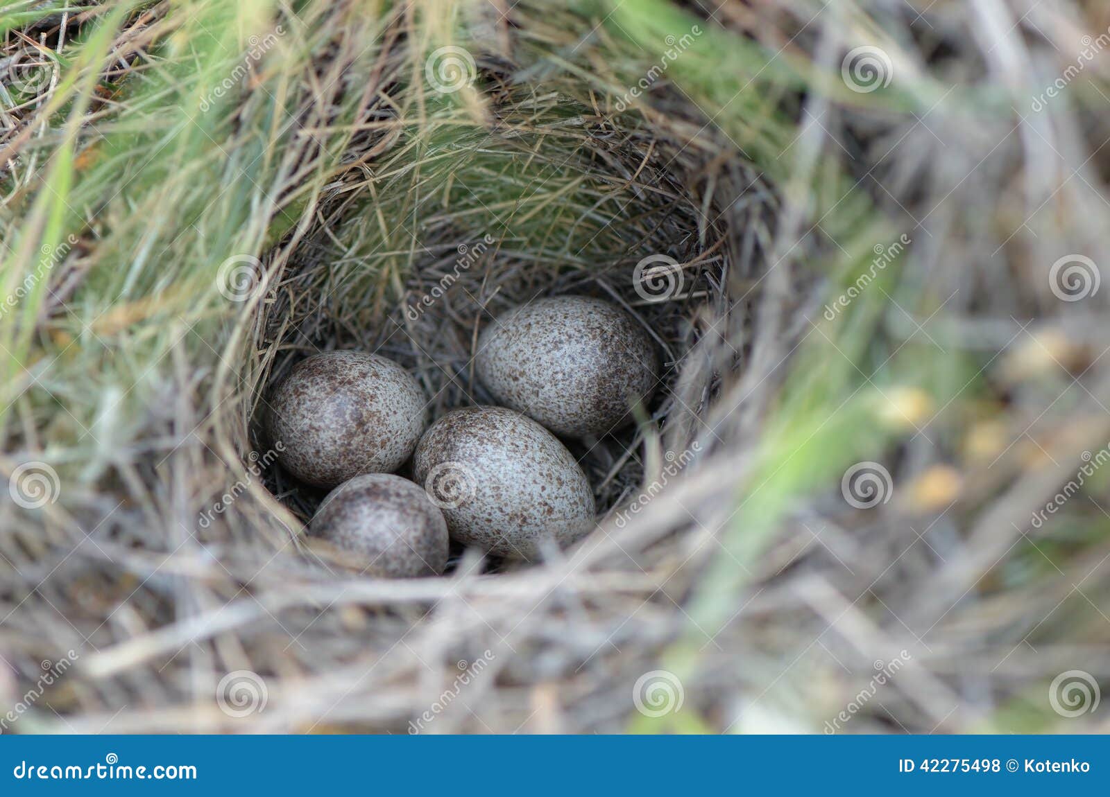 Vogeleier in einem Nest stockfoto. Bild von singvögel - 42275498