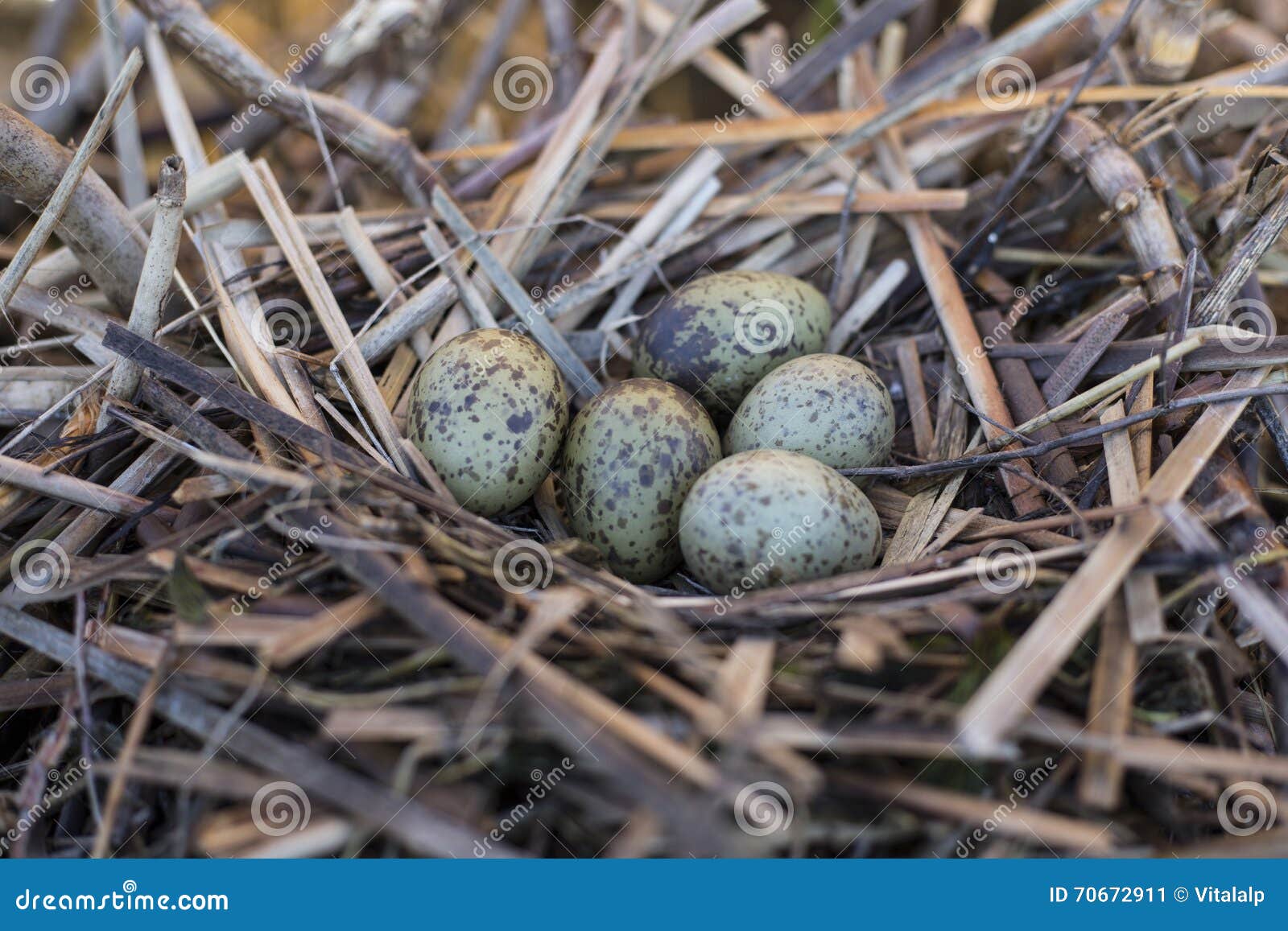 Vogeleier sind im Nest stockbild. Bild von wild, greifen - 70672911