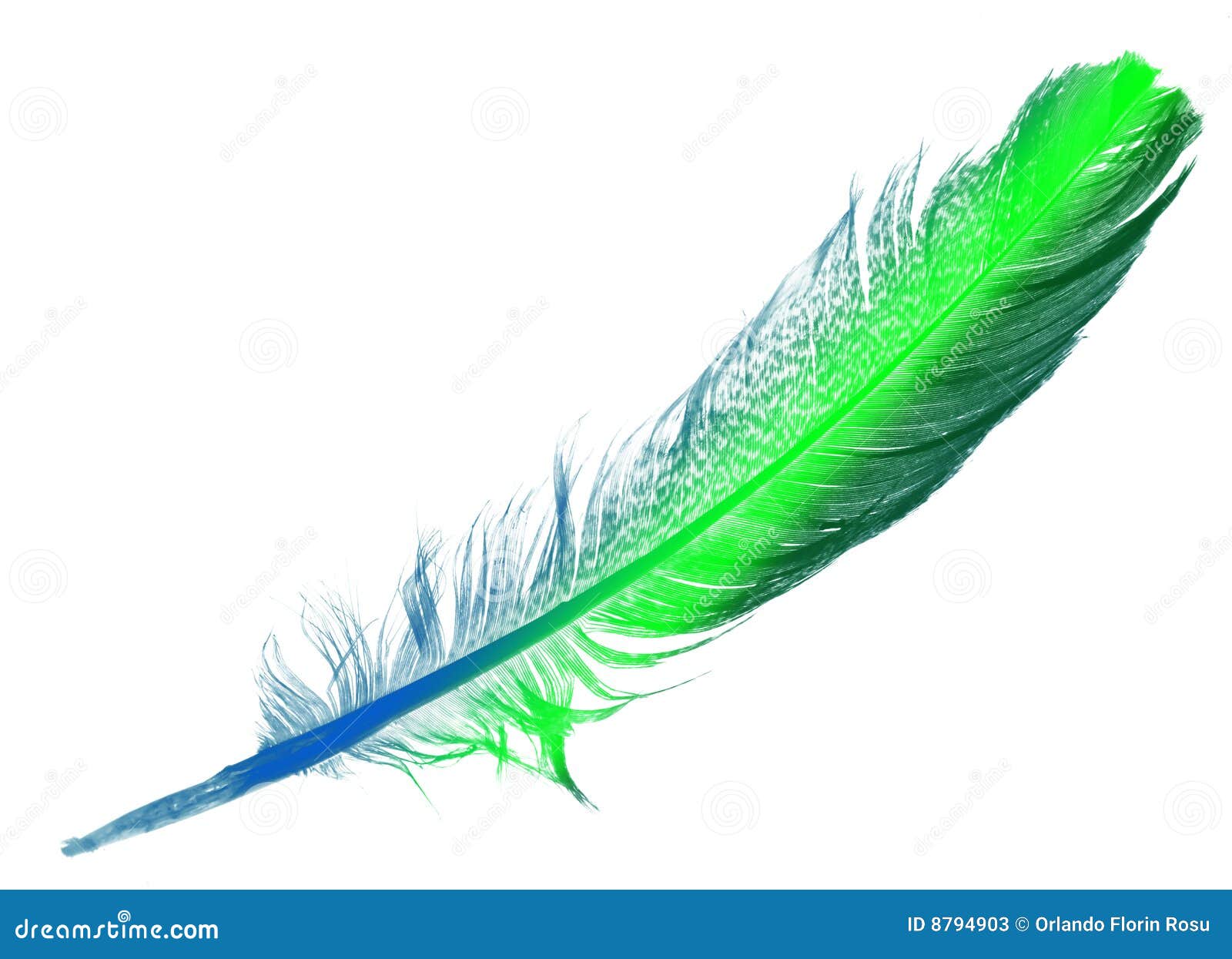 Vogelfeder stockbild. Bild von vogel, bunt, kreativ, getrennt - 8794903