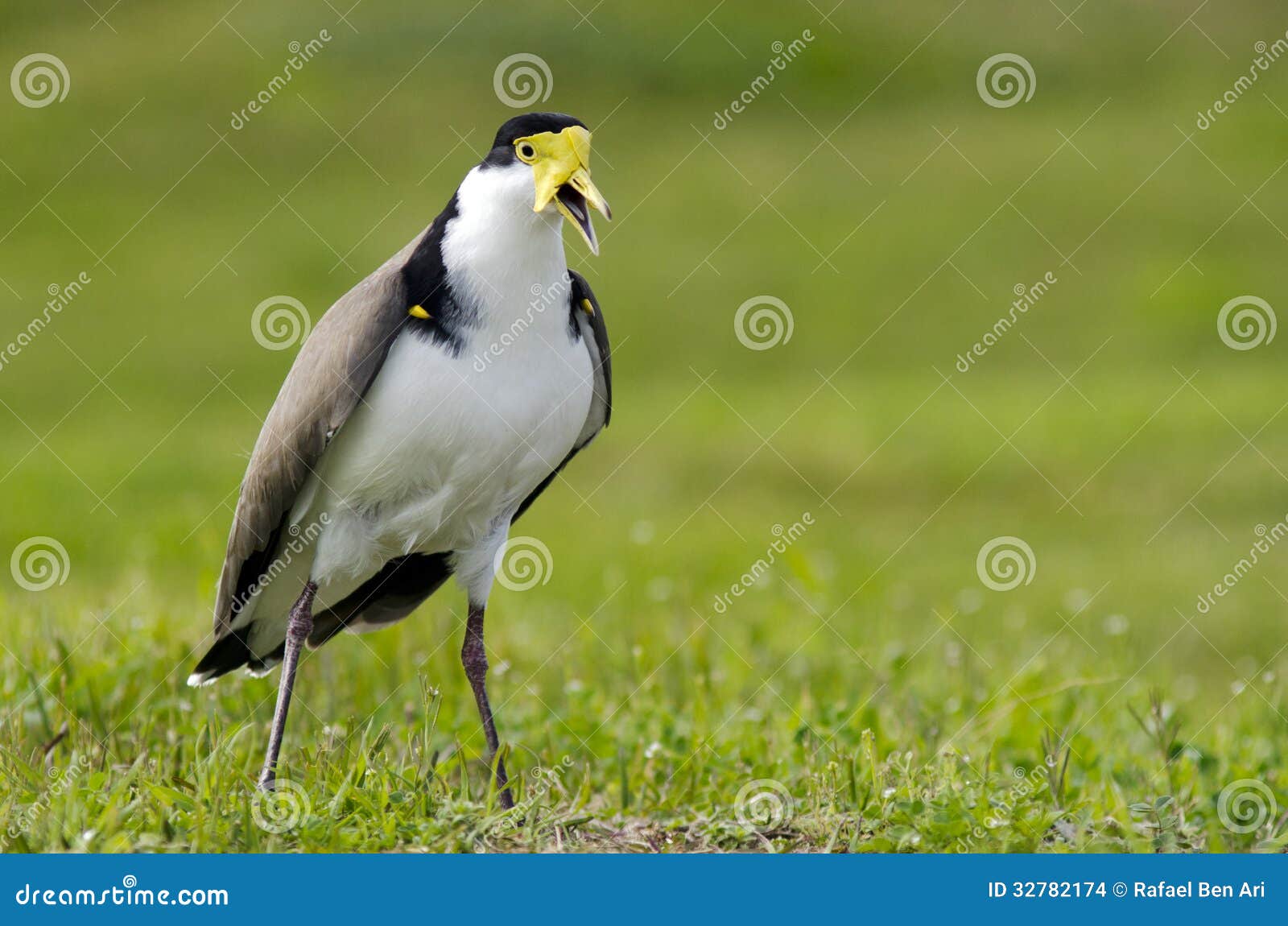 Vogels - Gemaskeerde Kievit Stock Foto - Image of nave, strand: 32782174