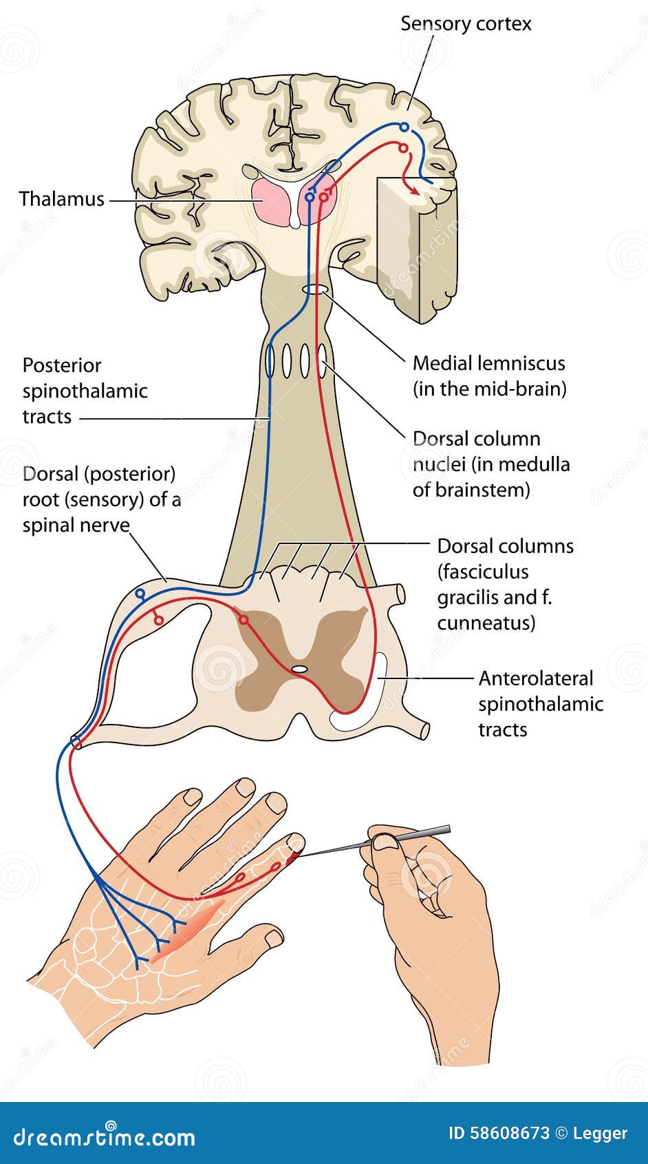 Voies Sensoriel Et De Moteur De Nerf Illustration de Vecteur ...