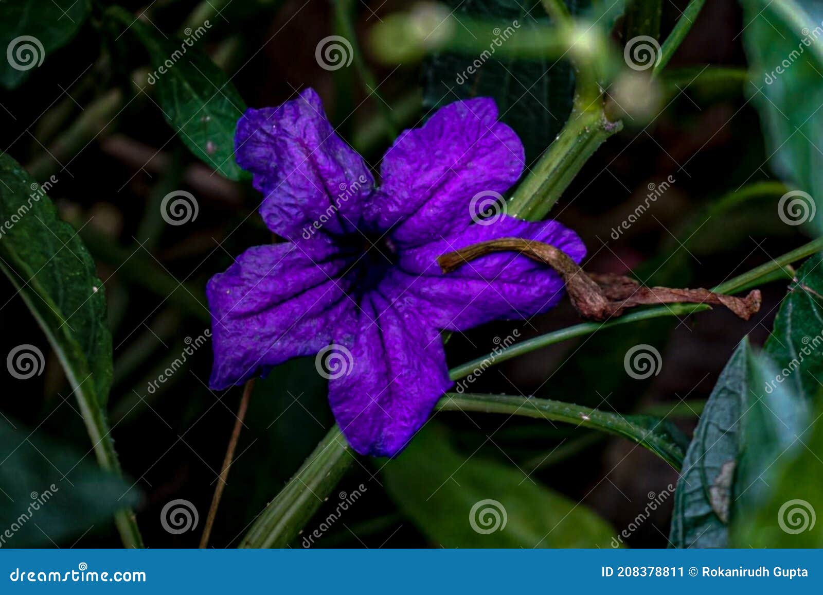 The voilet flower stock image. Image of voilet, nature - 208378811