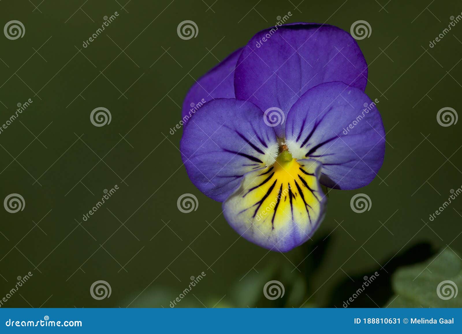 Voilet flower in summer stock image. Image of summer - 188810631