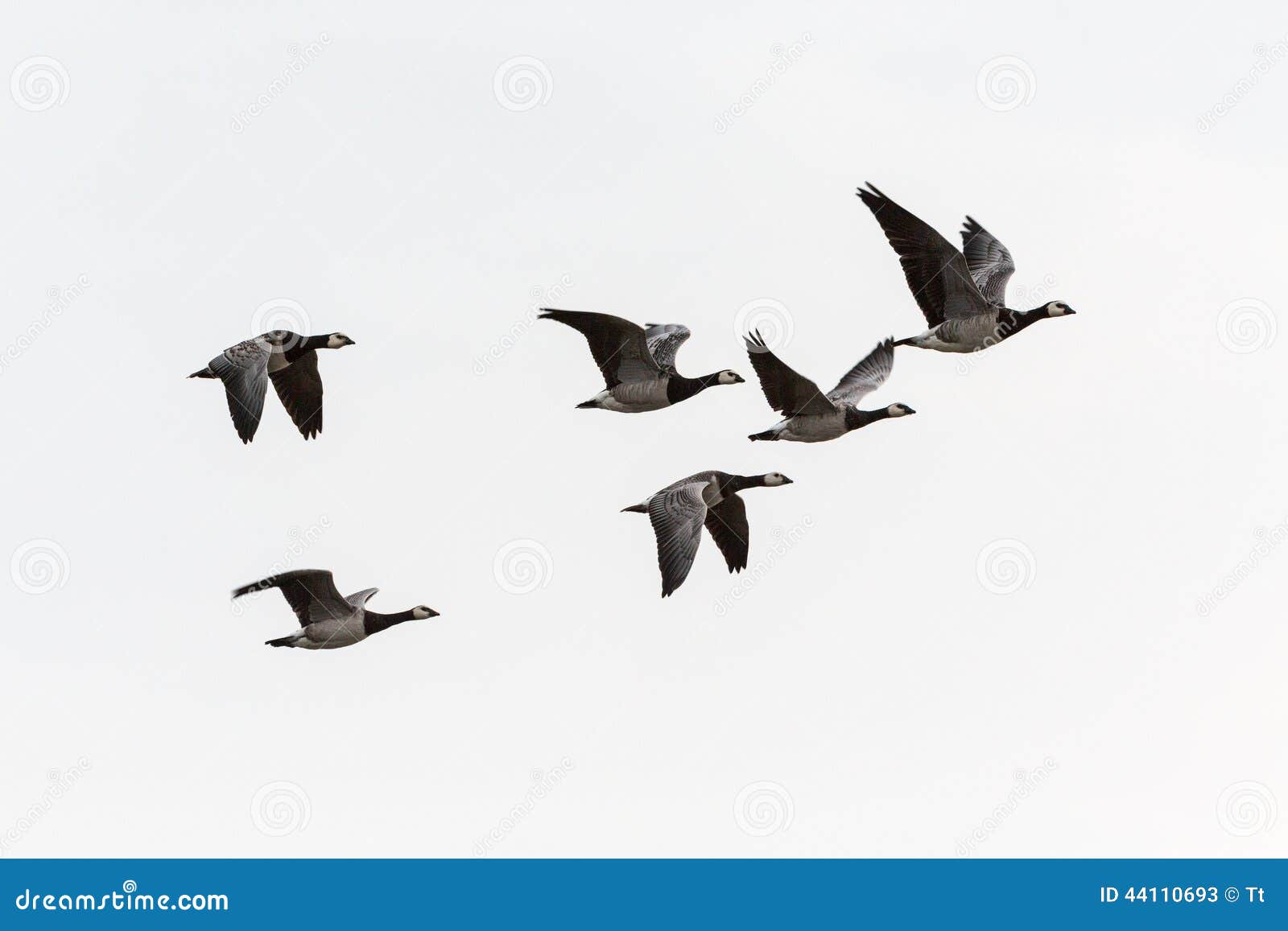 Vol d'oie de bernache image stock. Image du oies, aile - 44110693