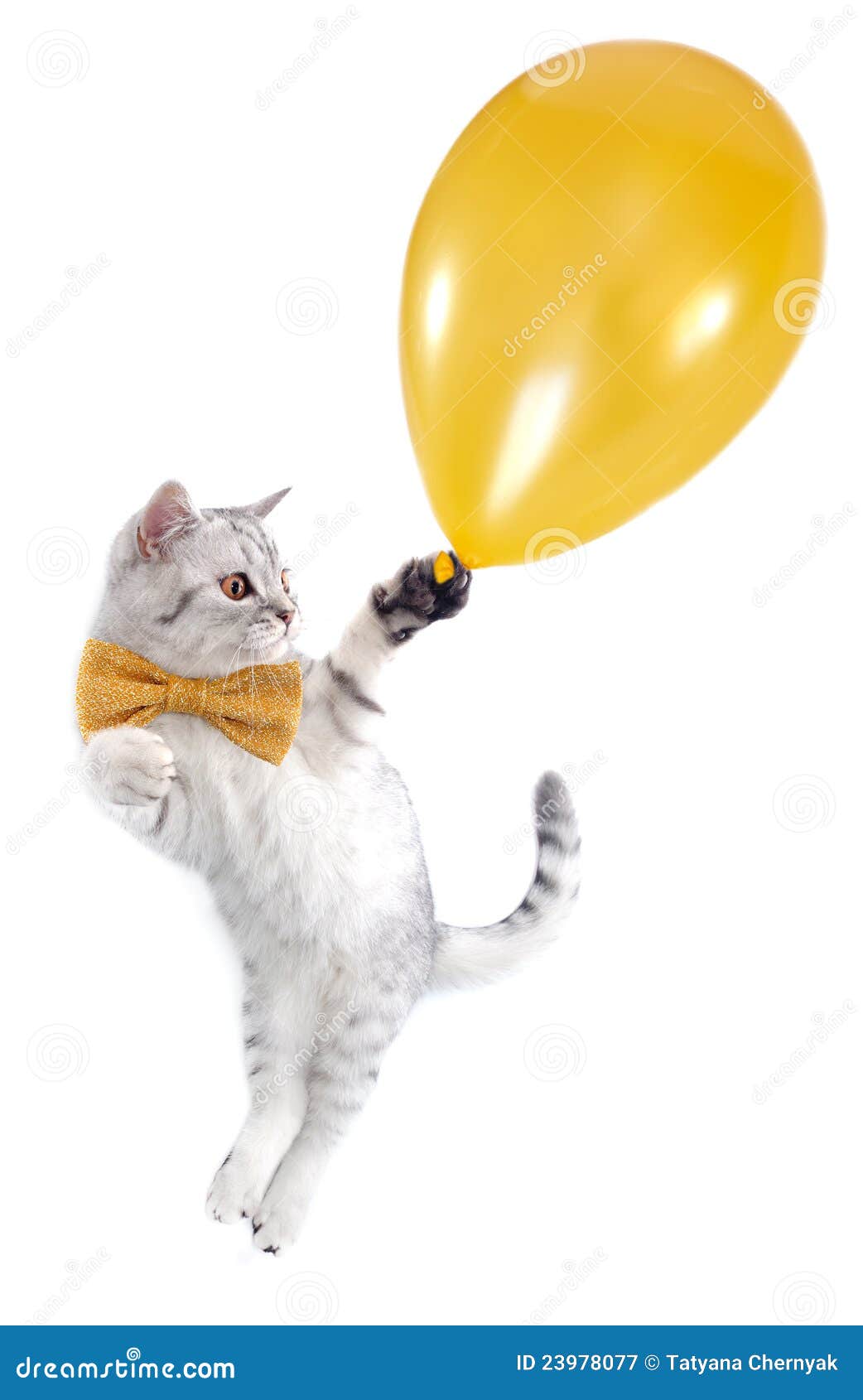 Vol De Chaton De Chat Avec Un Ballon D'or Image stock - Image du adulte ...