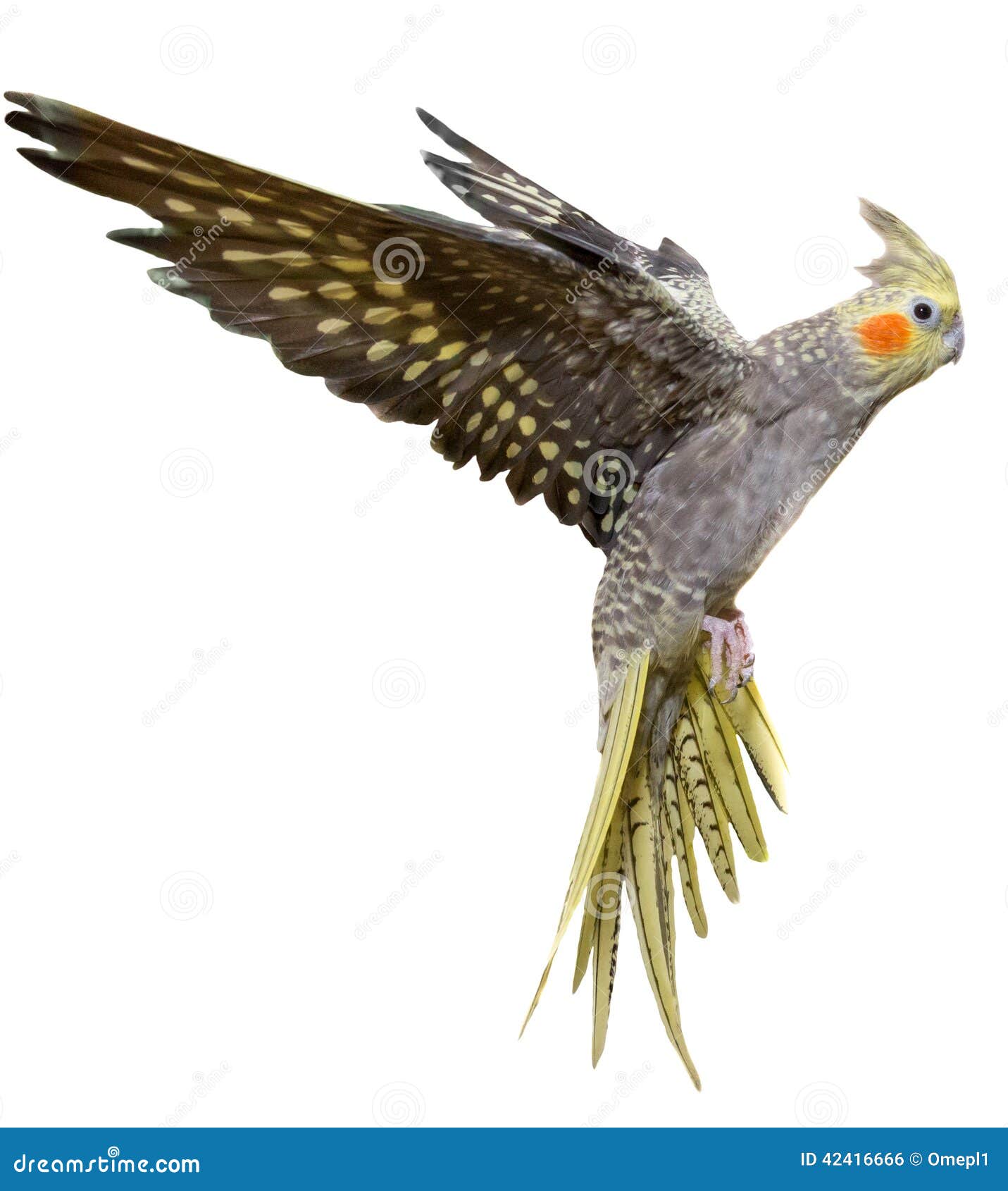 Red eyes | Talk Cockatiels Forum