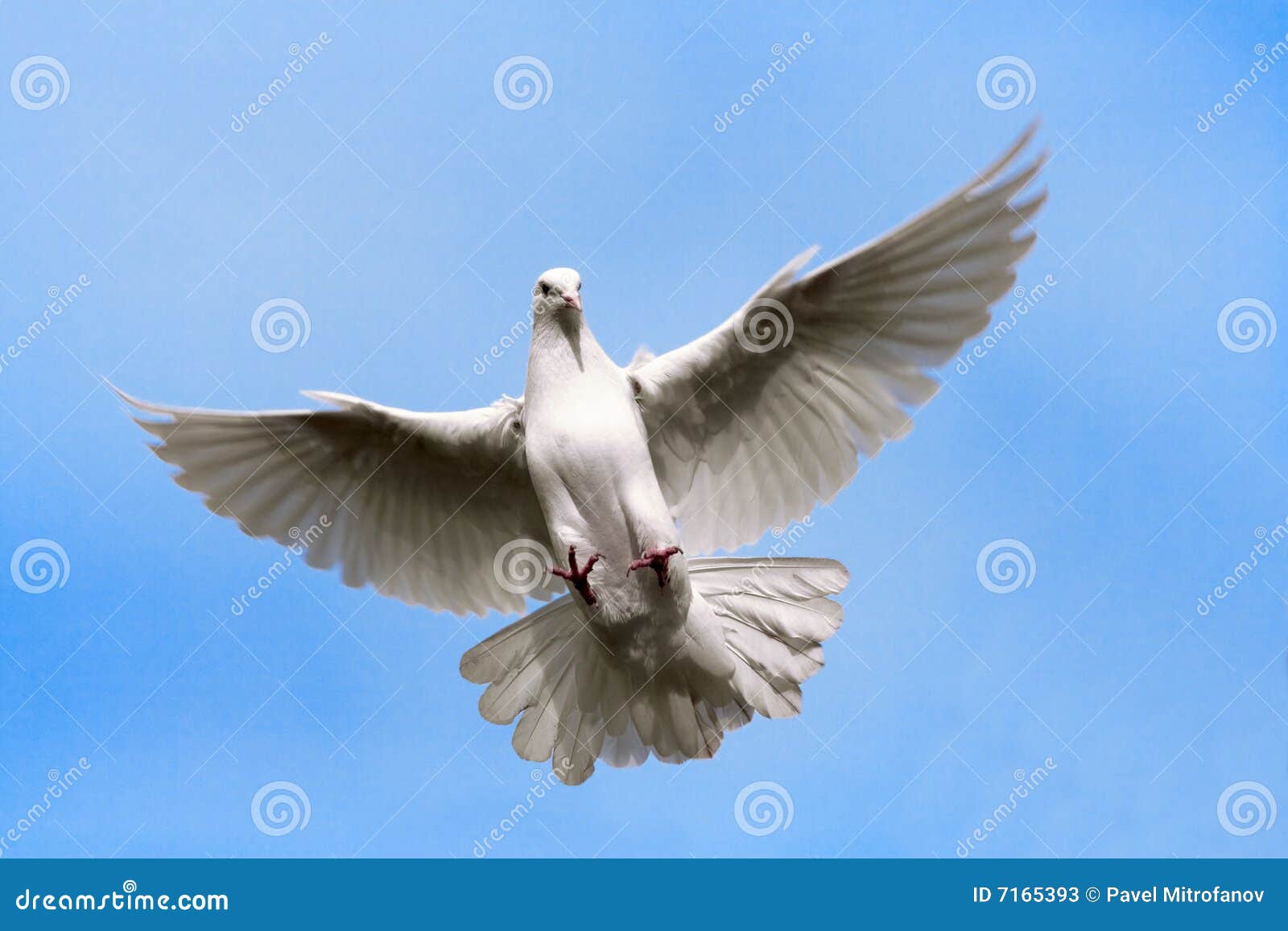 Vol de colombe image stock. Image du amour, mouche, colombe - 7165393