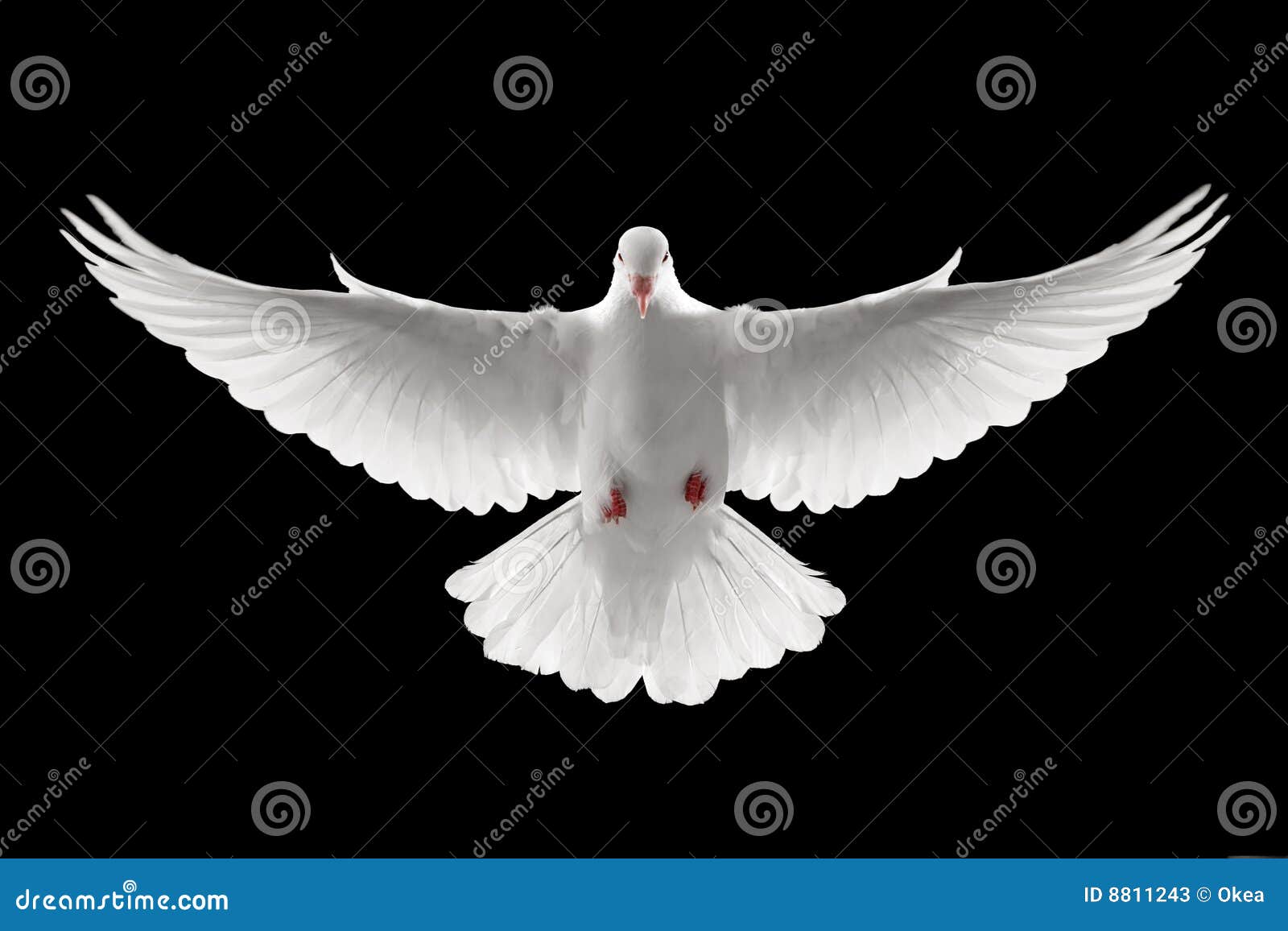 Vol de colombe image stock. Image du fond, mouche, aile - 8811243