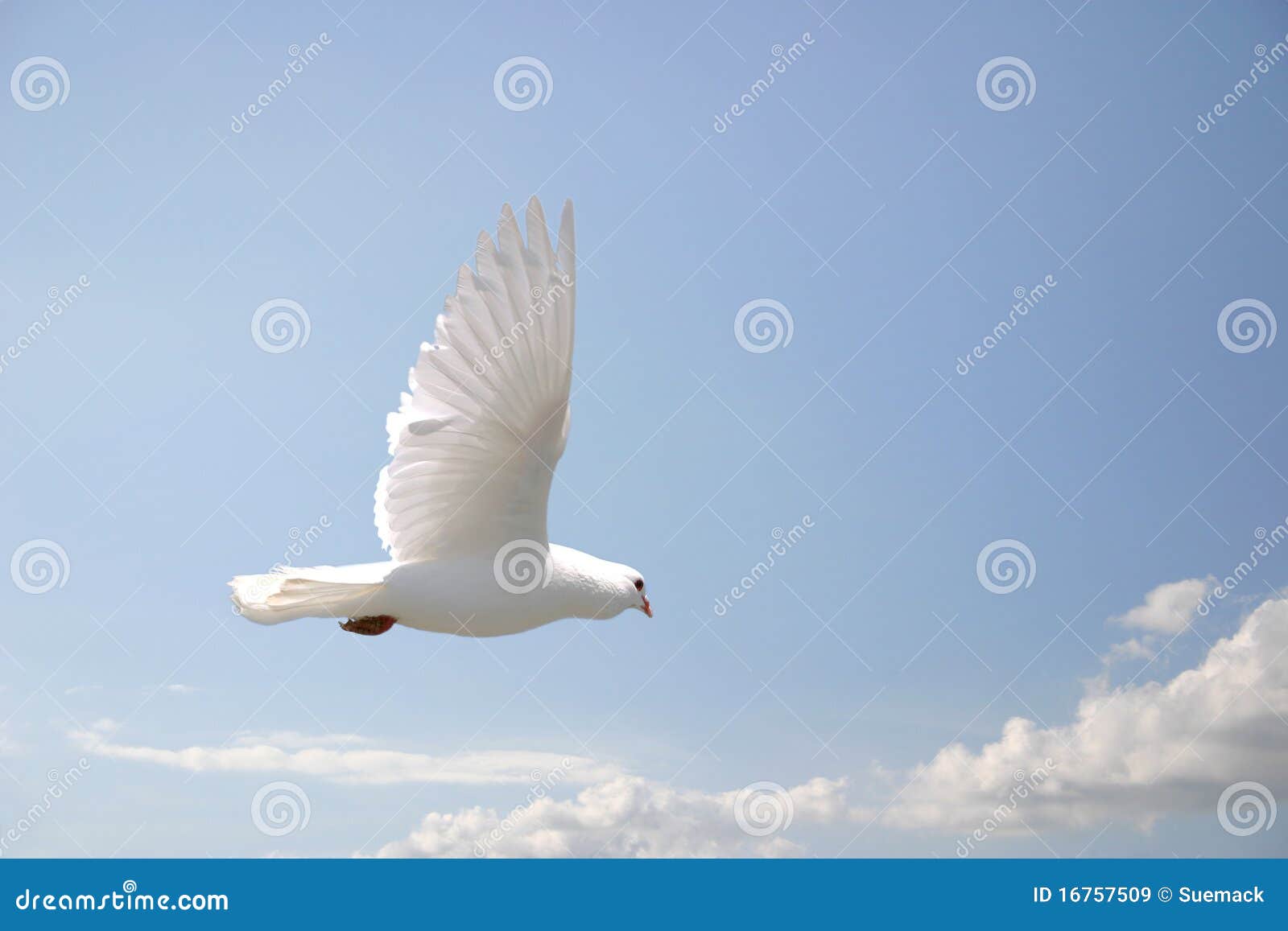 Vol de colombe de blanc image stock. Image du blanc, ciel - 16757509