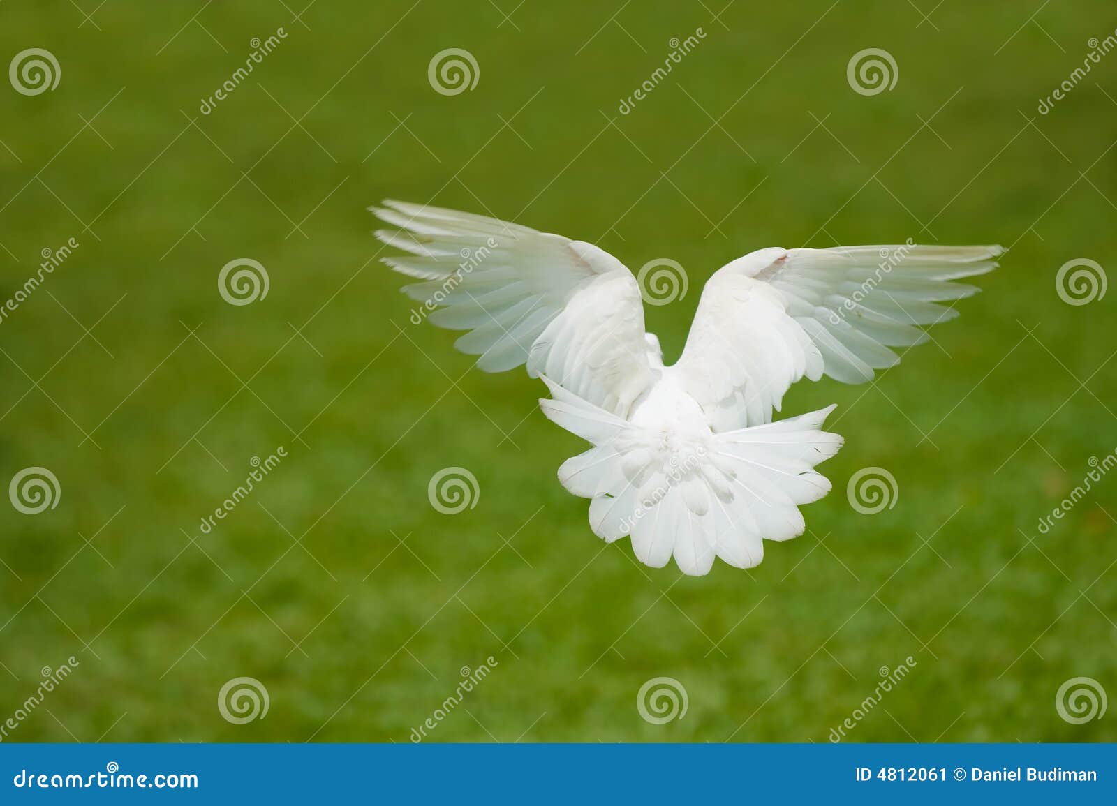 Vol de colombe de blanc image stock. Image du mouche, angélique - 4812061